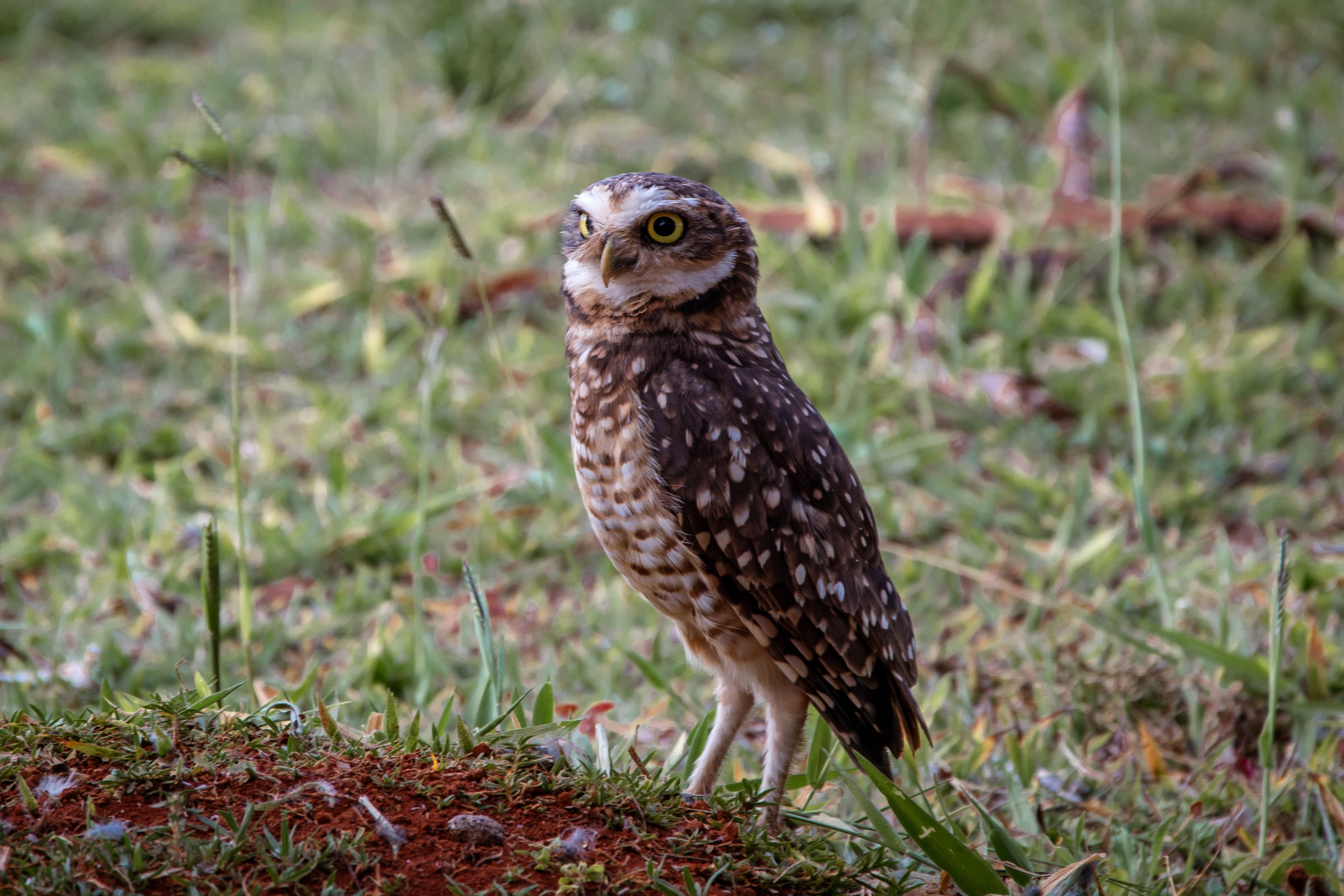 Burrowing Owl in Brasília Grassland Habitat · Free Stock Photo