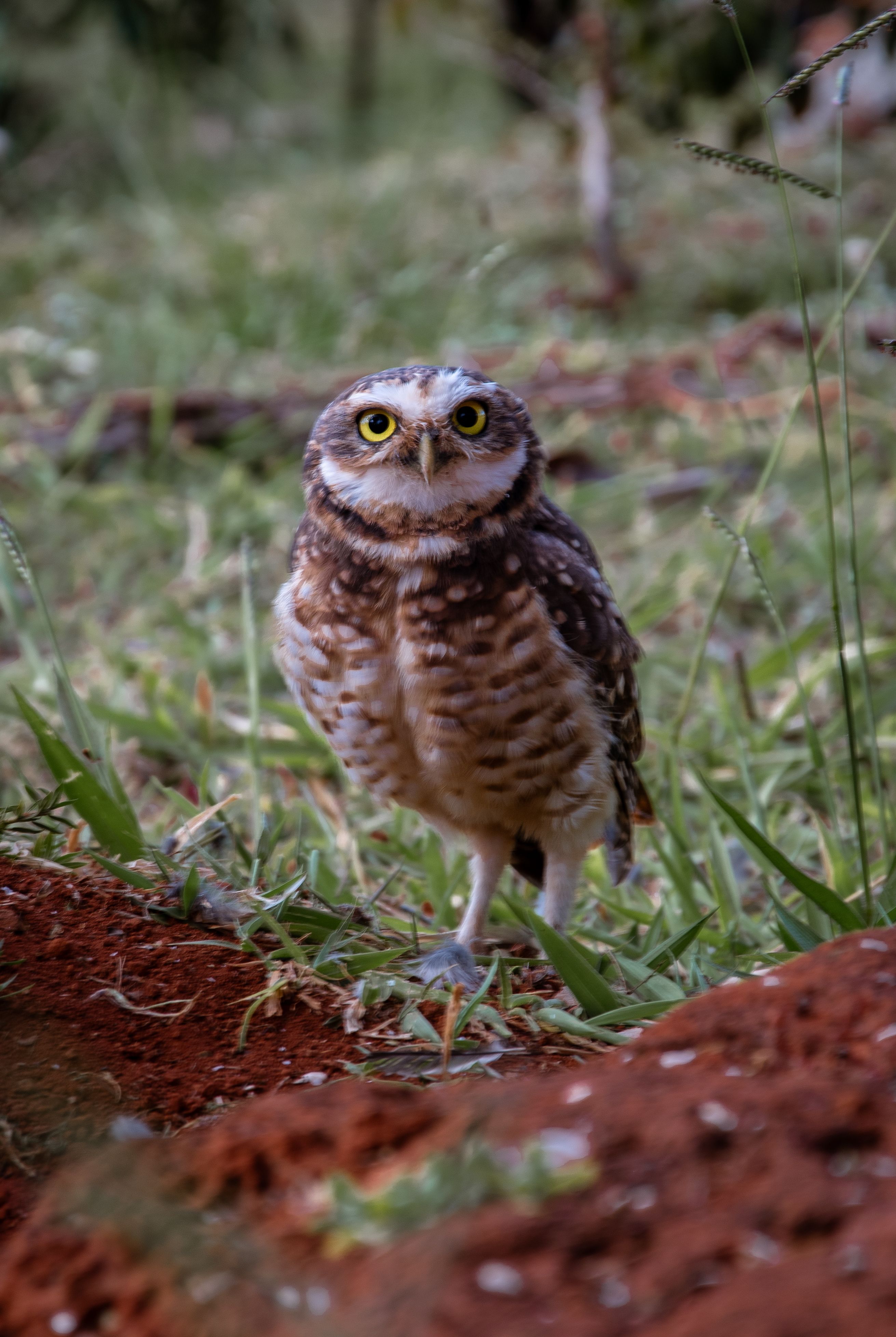 Close-Up of Burrowing Owl in Natural Habitat · Free Stock Photo