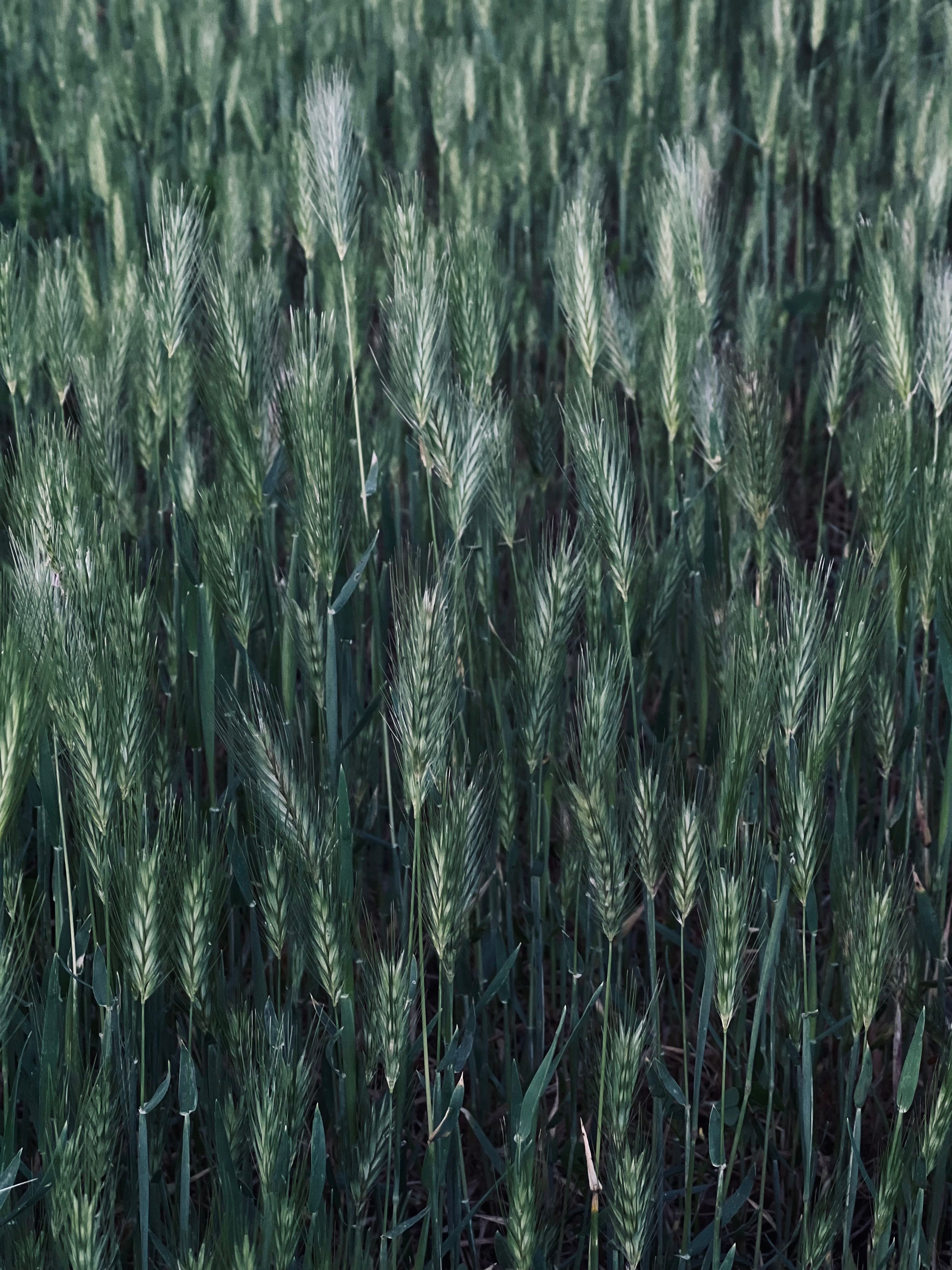 Hybrid Wheat Crops Photos, Download The BEST Free Hybrid Wheat Crops ...