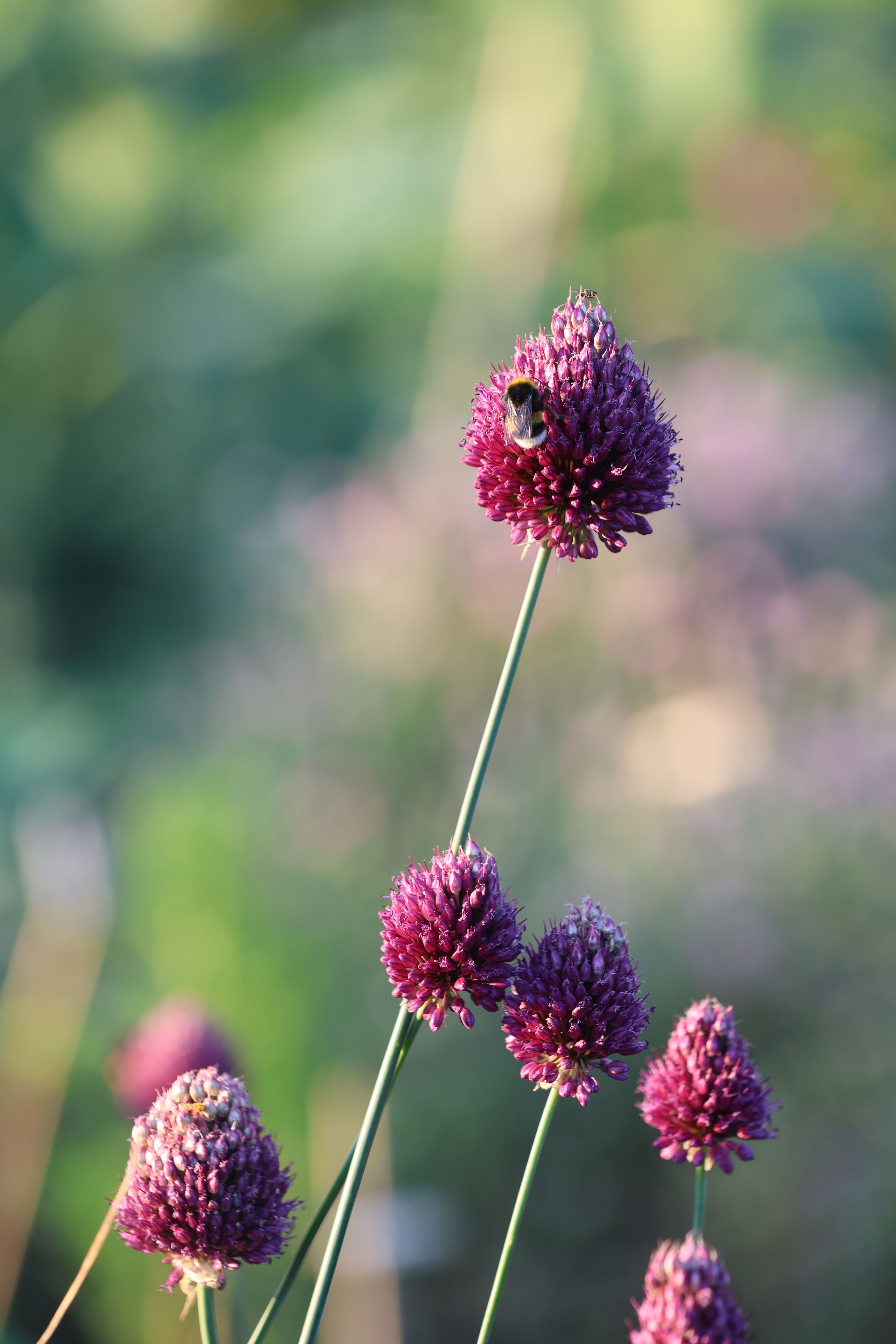 Bee Pollinating Allium Flowers in Vibrant Garden · Free Stock Photo