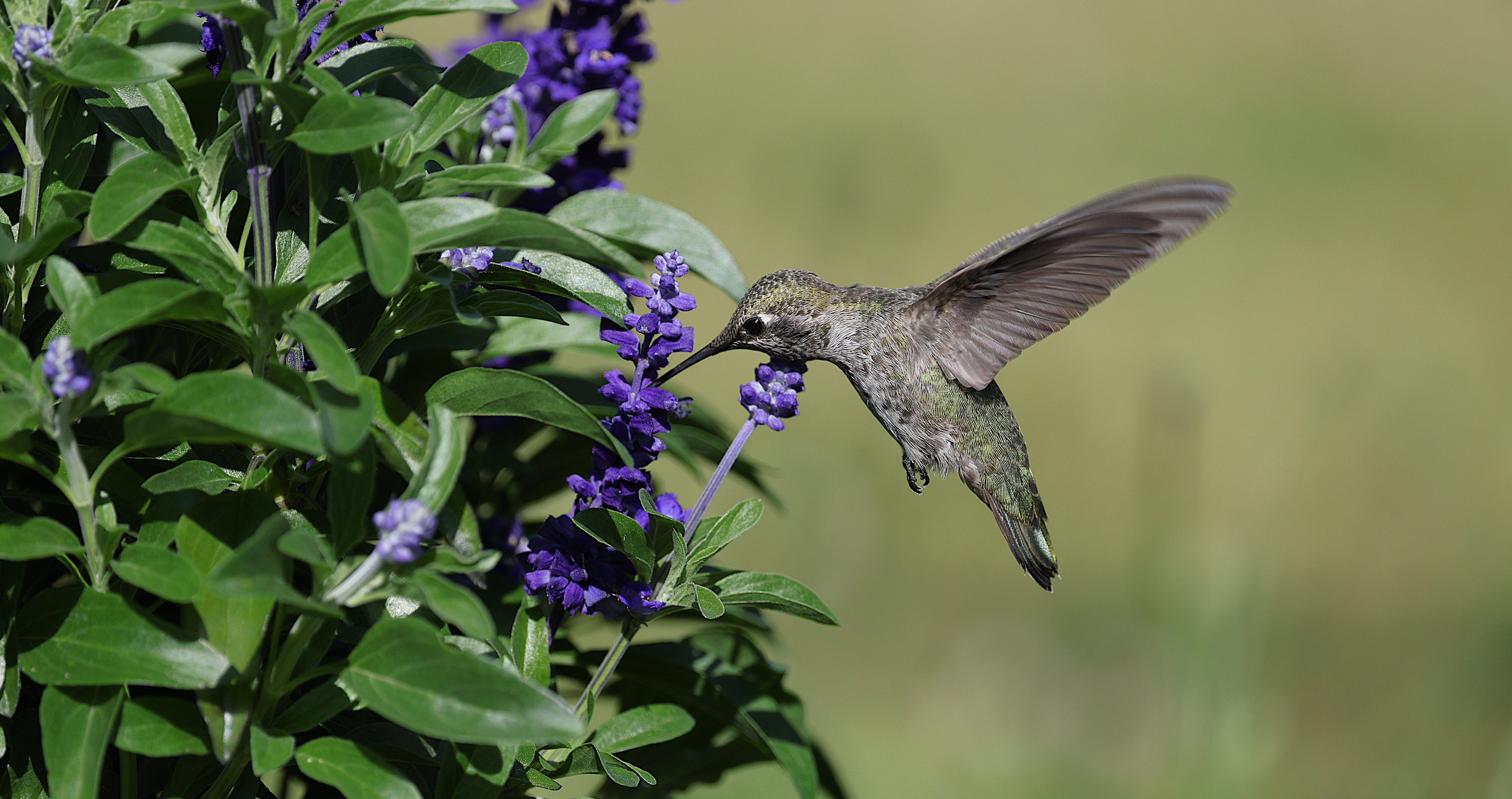 Hummingbird Feeding on Vibrant Lavender Blossoms · Free Stock Photo