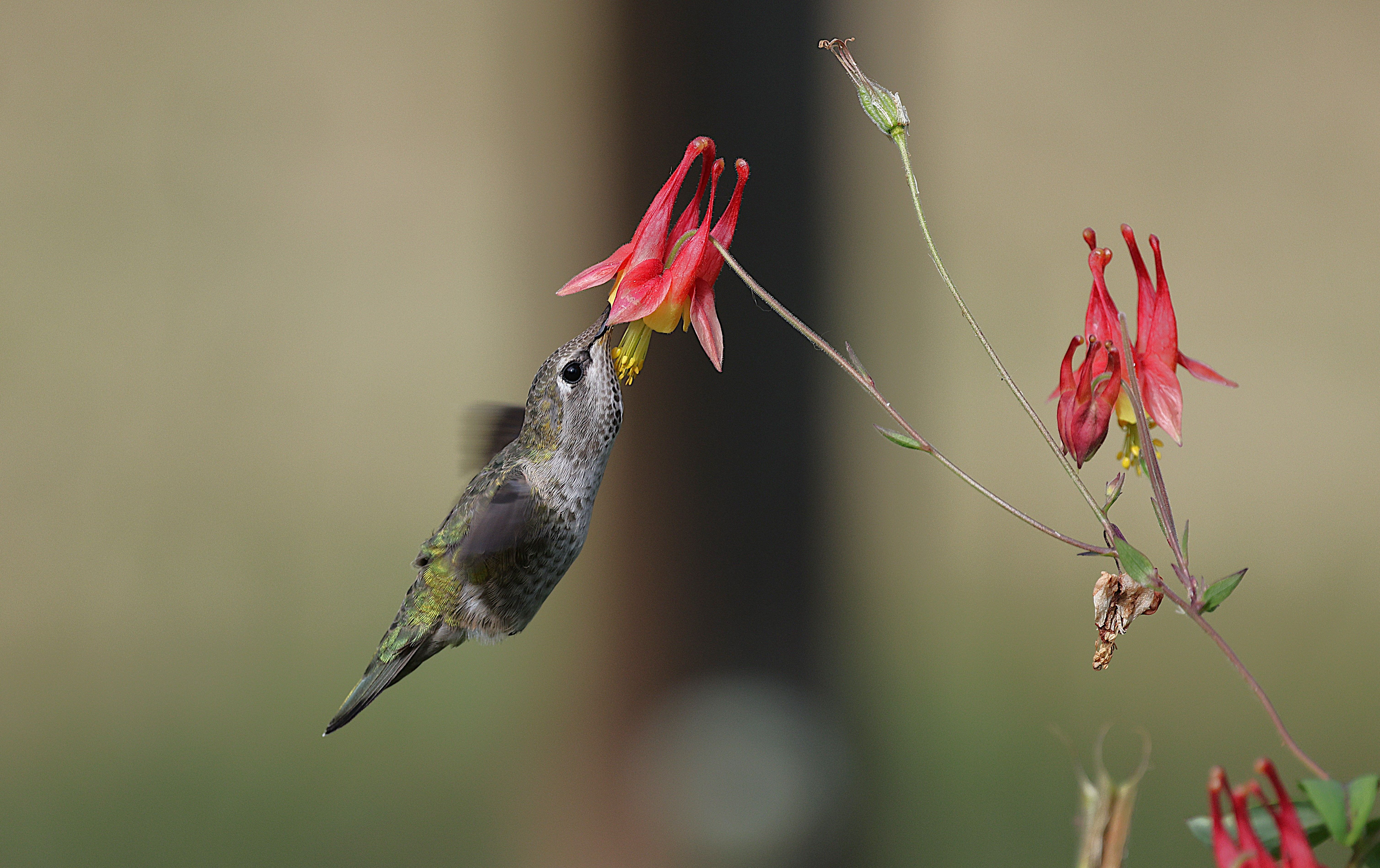 Hummingbird Feeding on Vibrant Columbine Flower · Free Stock Photo