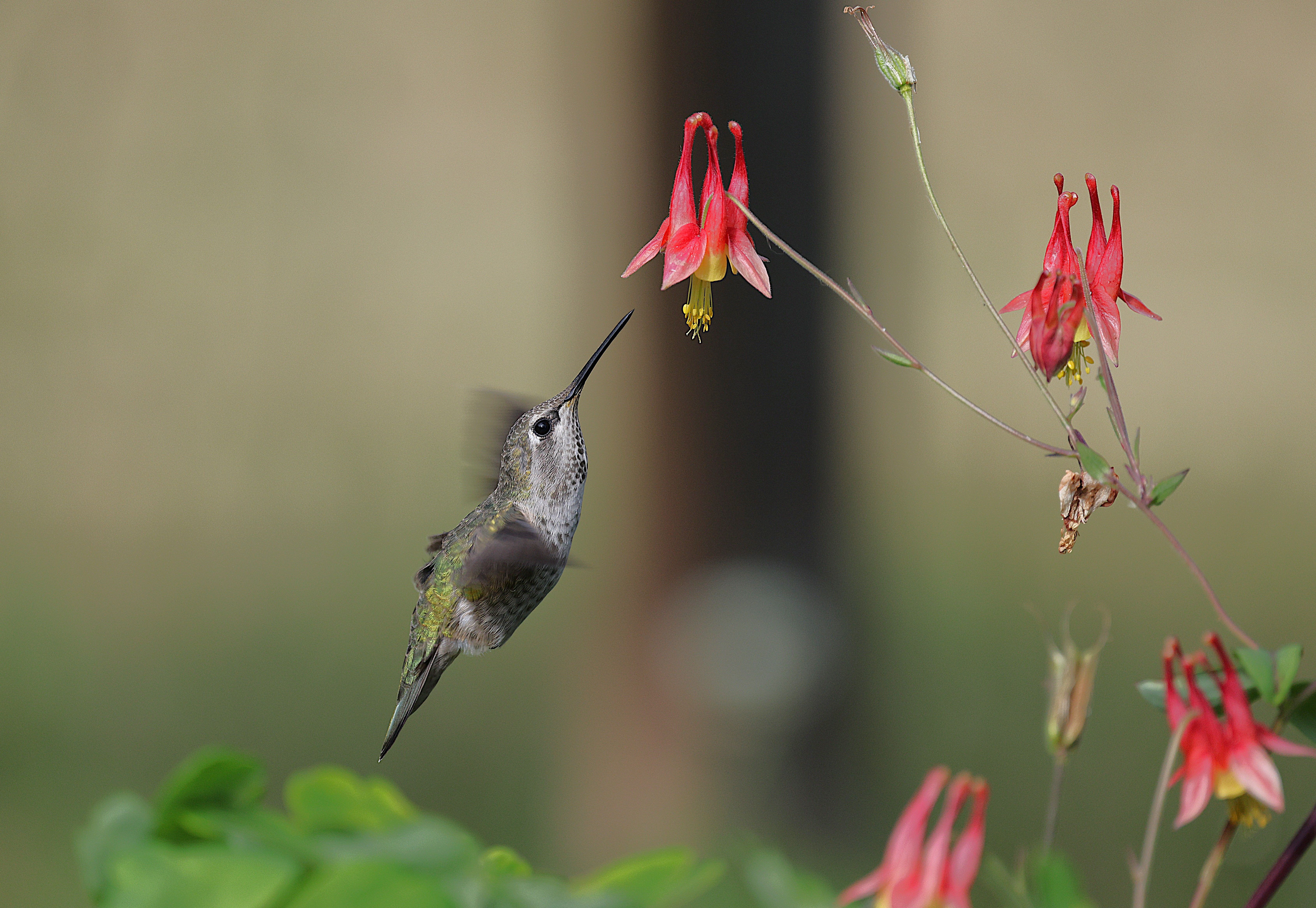 Hummingbird Feeding on Red Columbine Flowers · Free Stock Photo