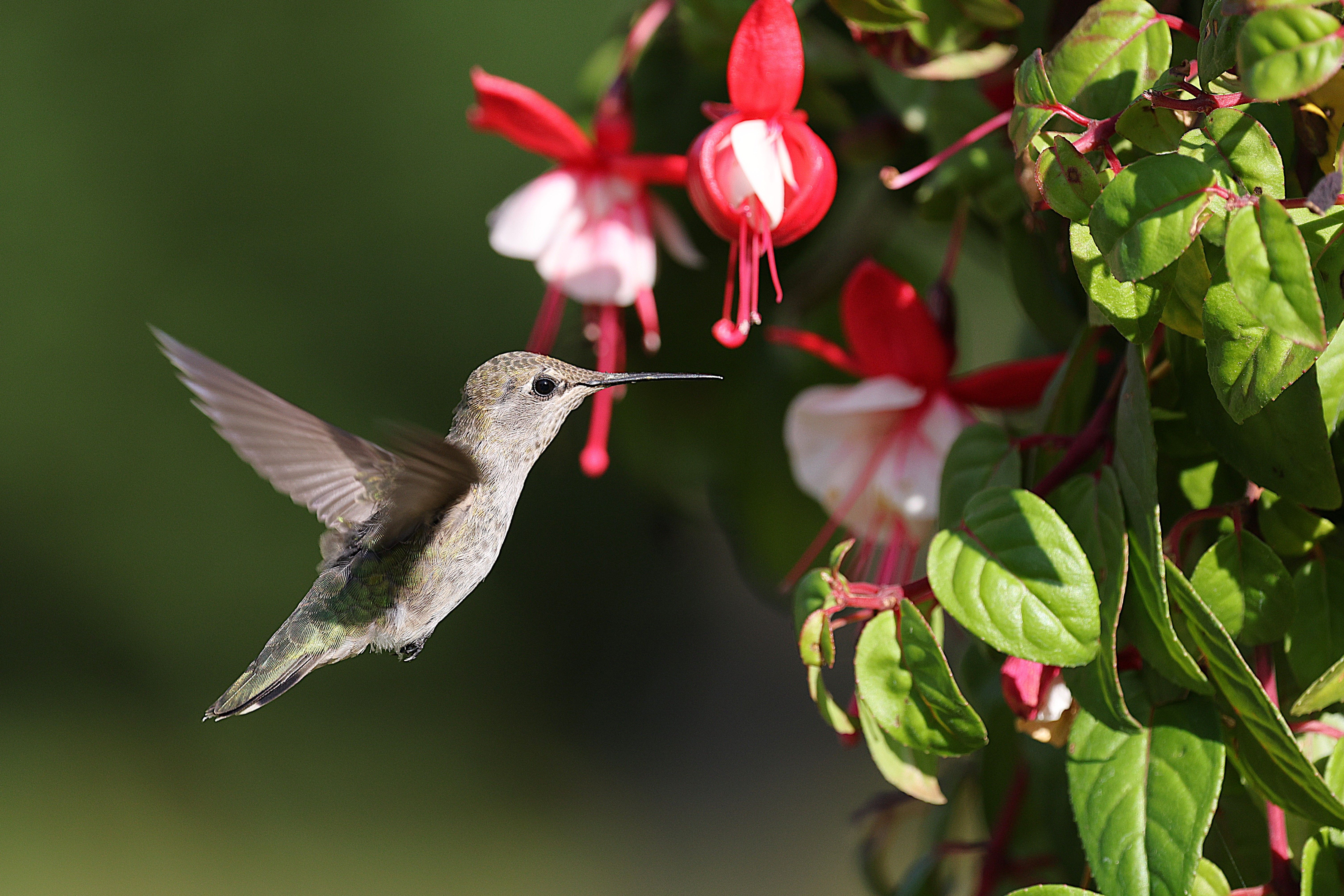 Anna's Hummingbird in Flight with Fuchsia Flowers · Free Stock Photo