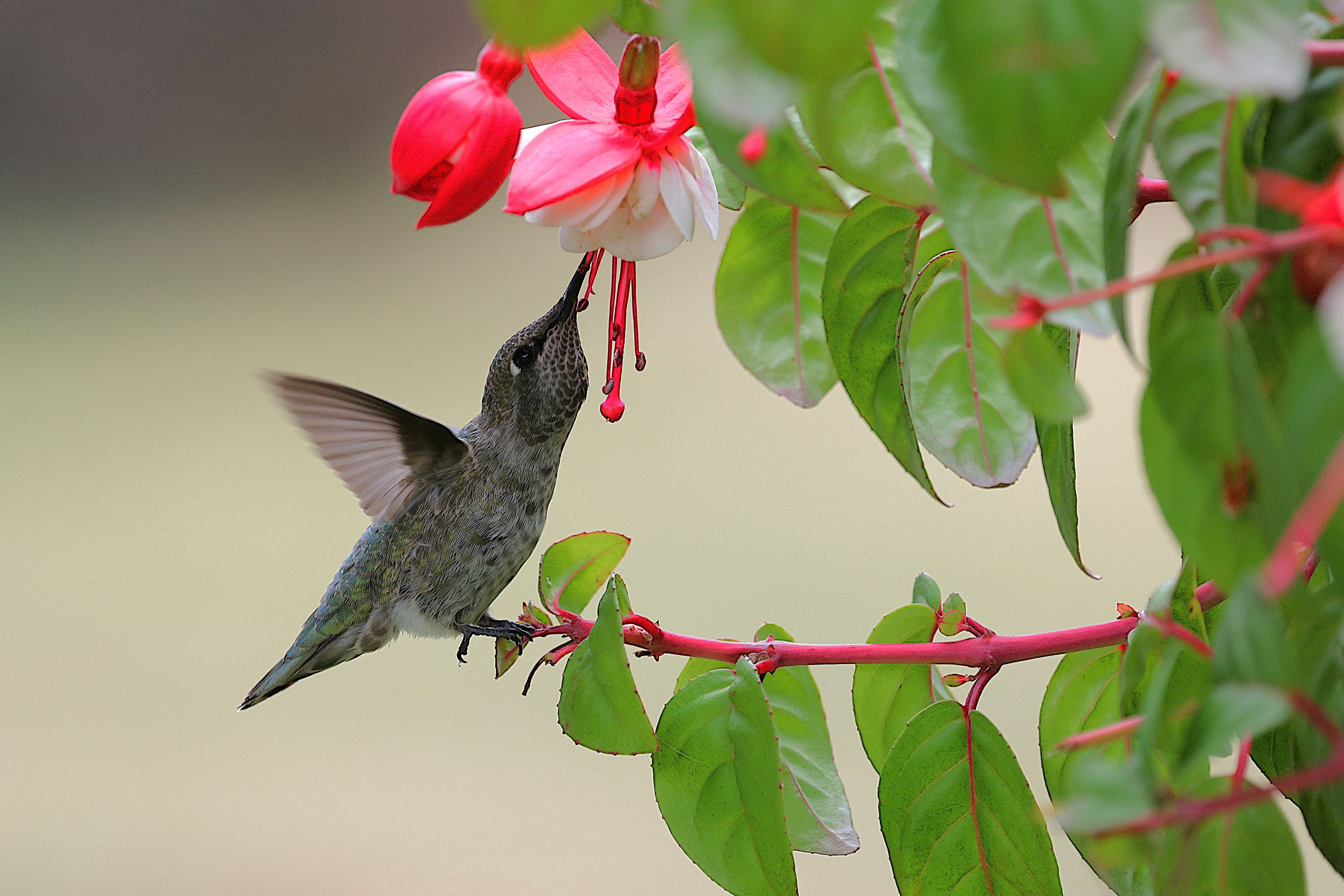 Hummingbird Feeding on Bright Fuchsia Flower · Free Stock Photo