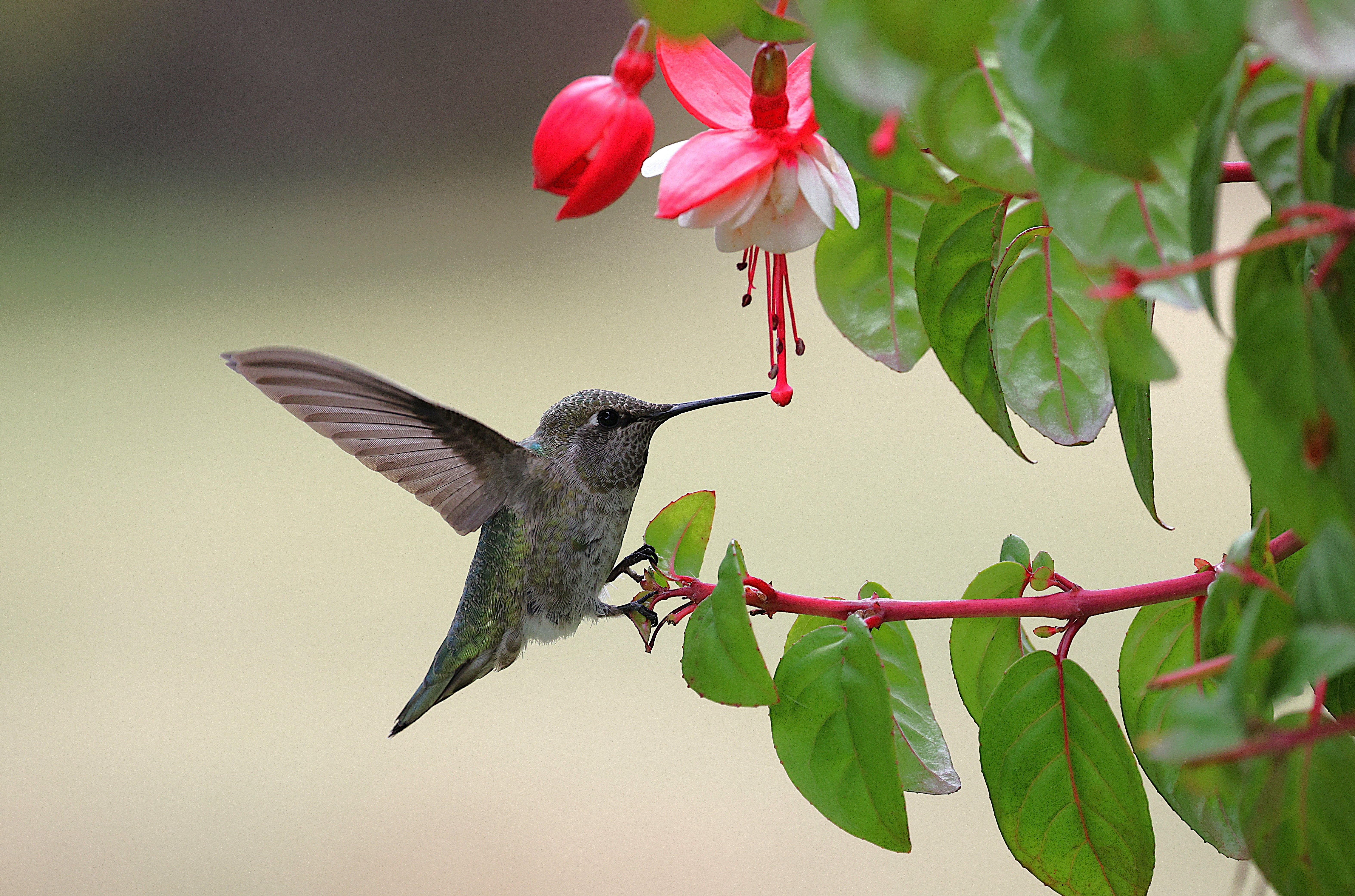 Hummingbird in Flight Near Vibrant Fuchsia · Free Stock Photo