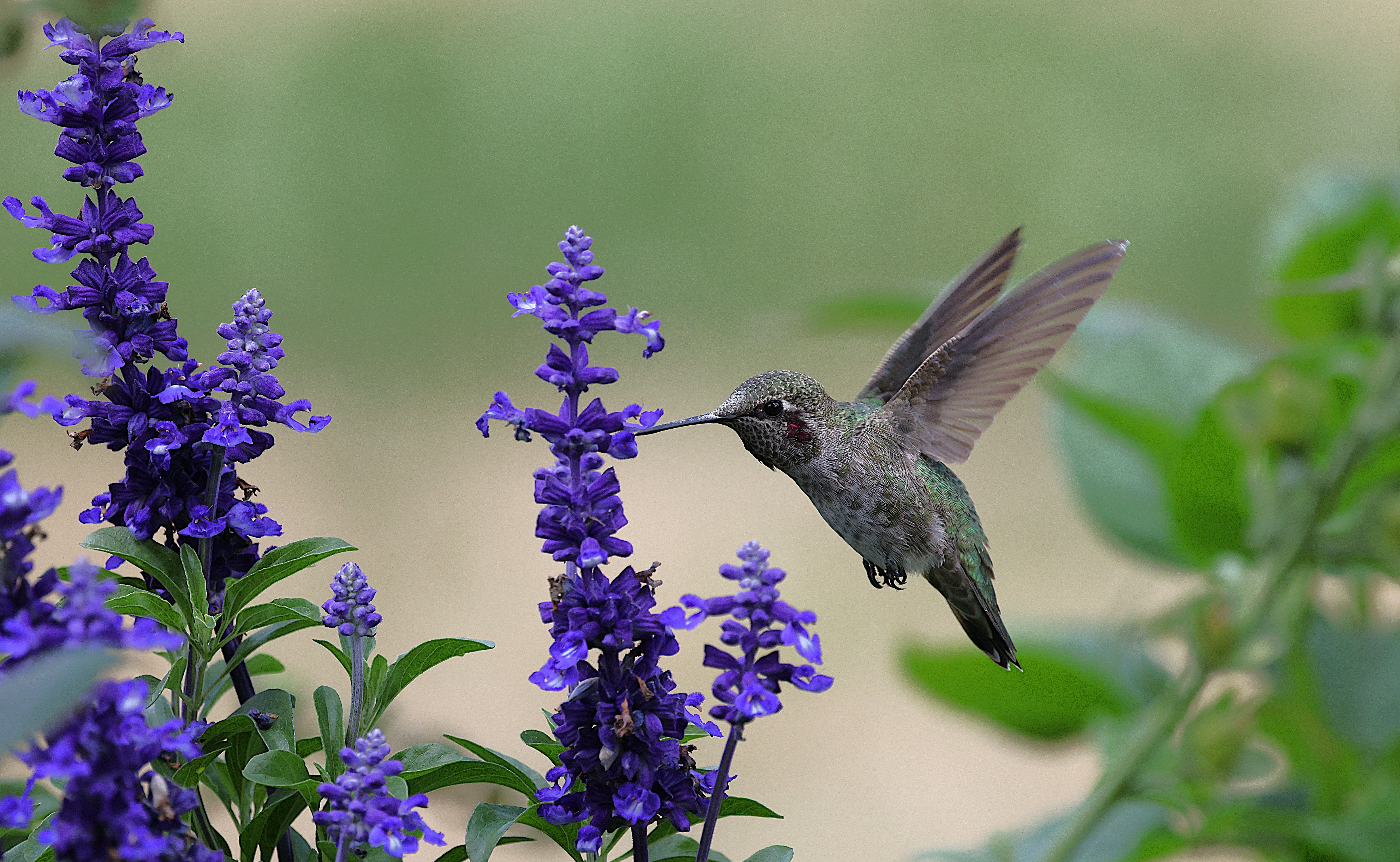 Flying Hummingbird Surrounded By Flowering Plants Photos, Download The ...