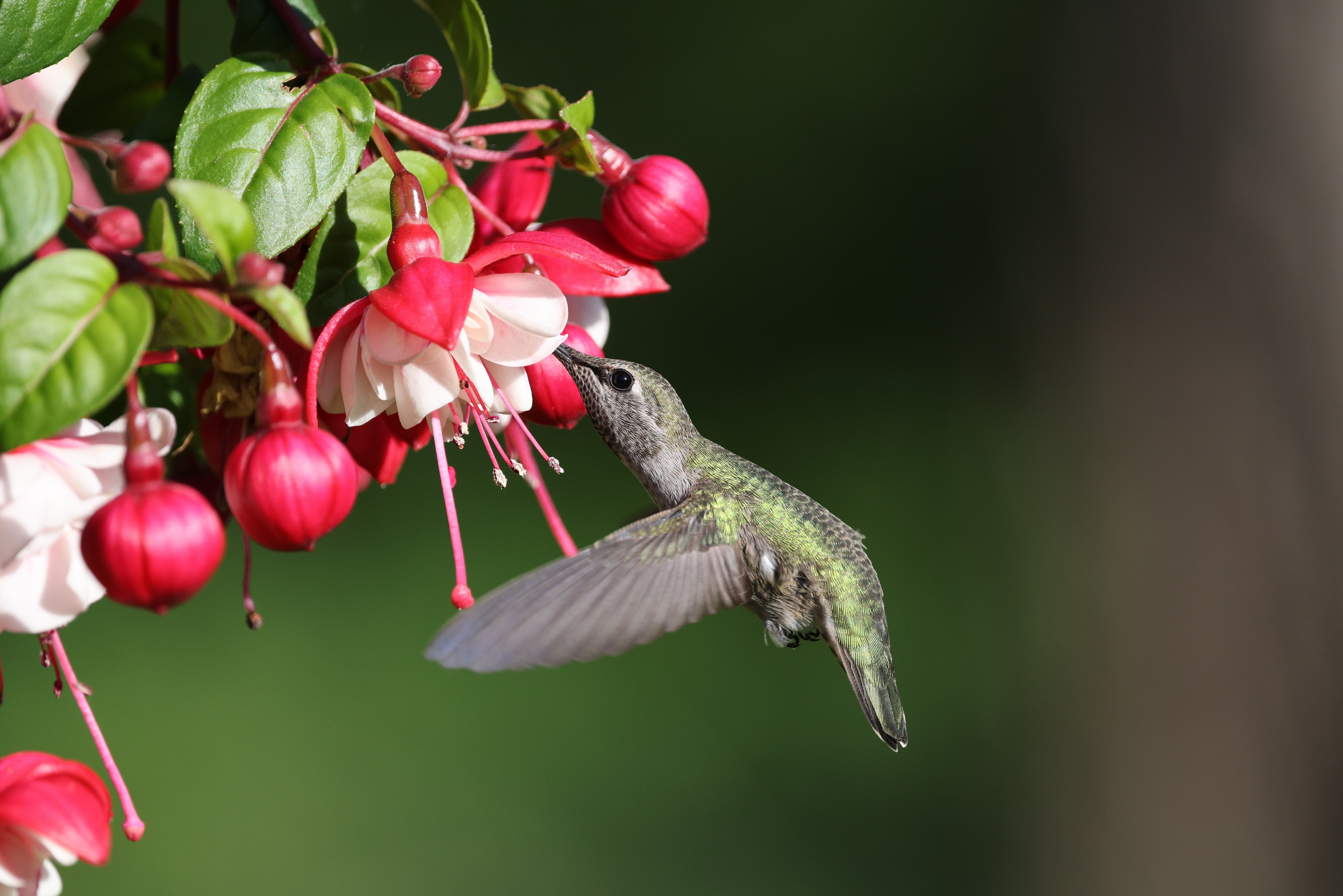 Hummingbird Feeding on Fuchsia Flowers · Free Stock Photo