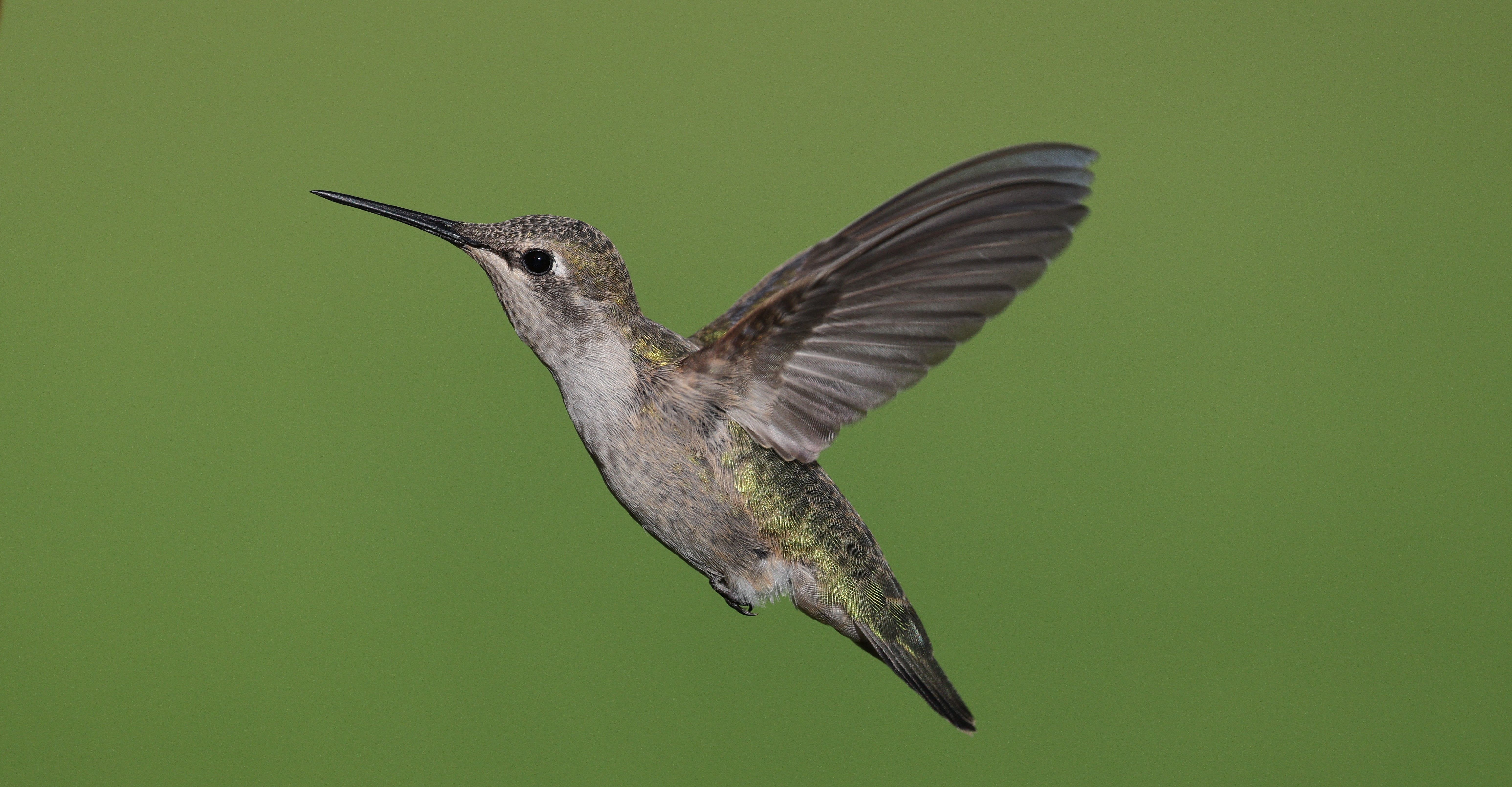 Close-Up Photography of Hummingbird · Free Stock Photo