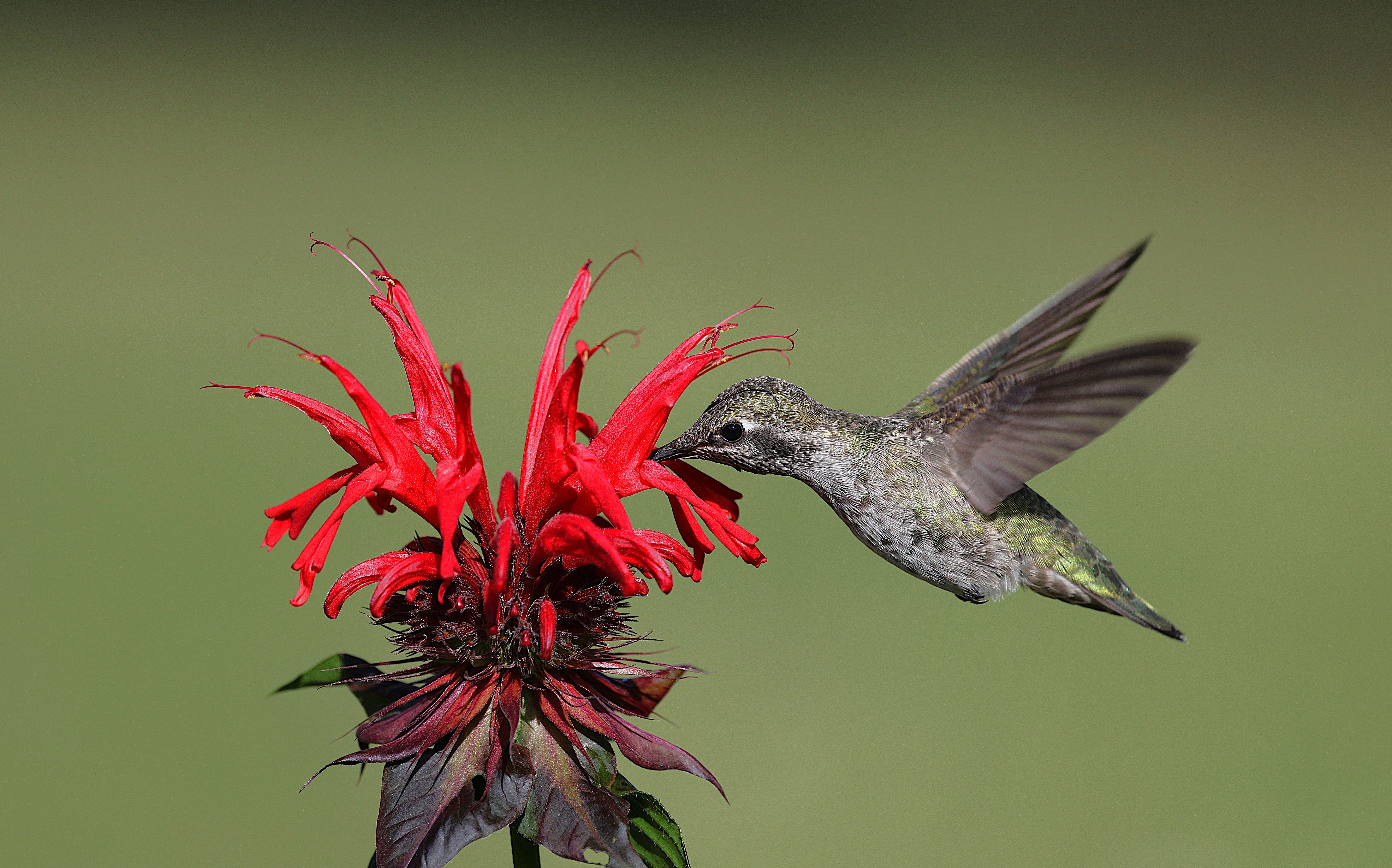 Graceful Hummingbird Sips Nectar from Red Flower · Free Stock Photo
