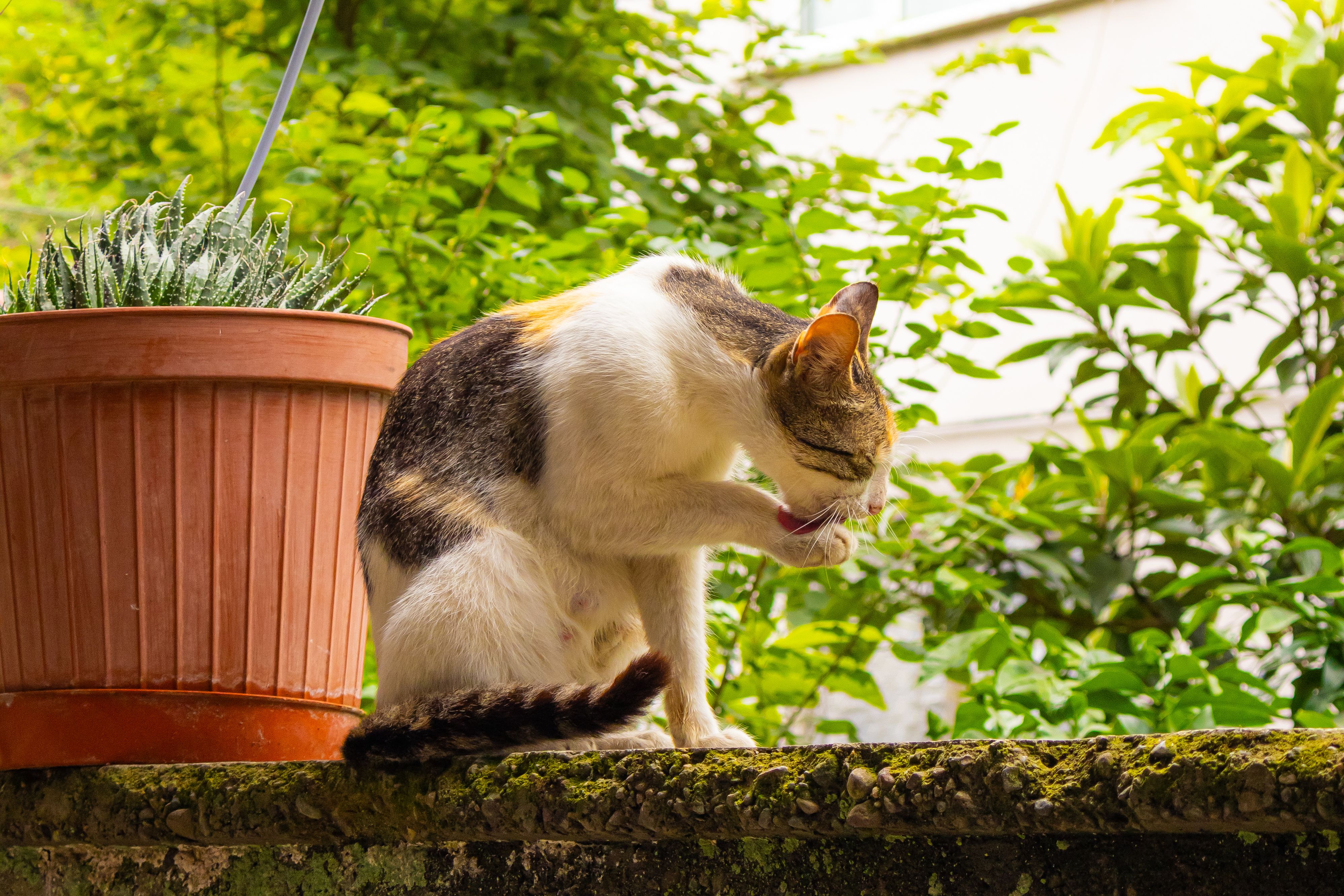 Cat Grooming Near Potted Plant in Rize · Free Stock Photo