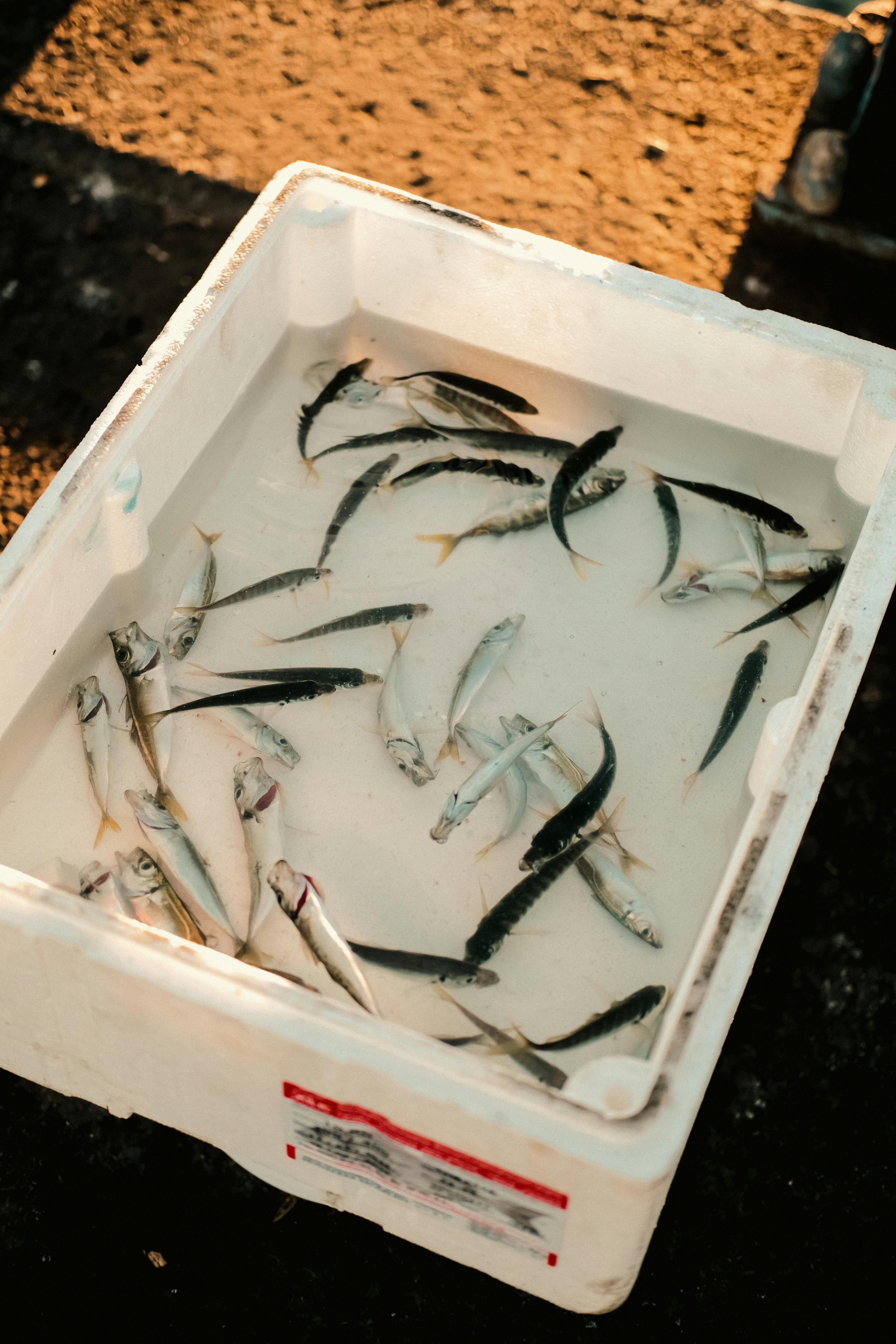 Sherry Fish Photos, Download The BEST Free Sherry Fish Stock Photos ...