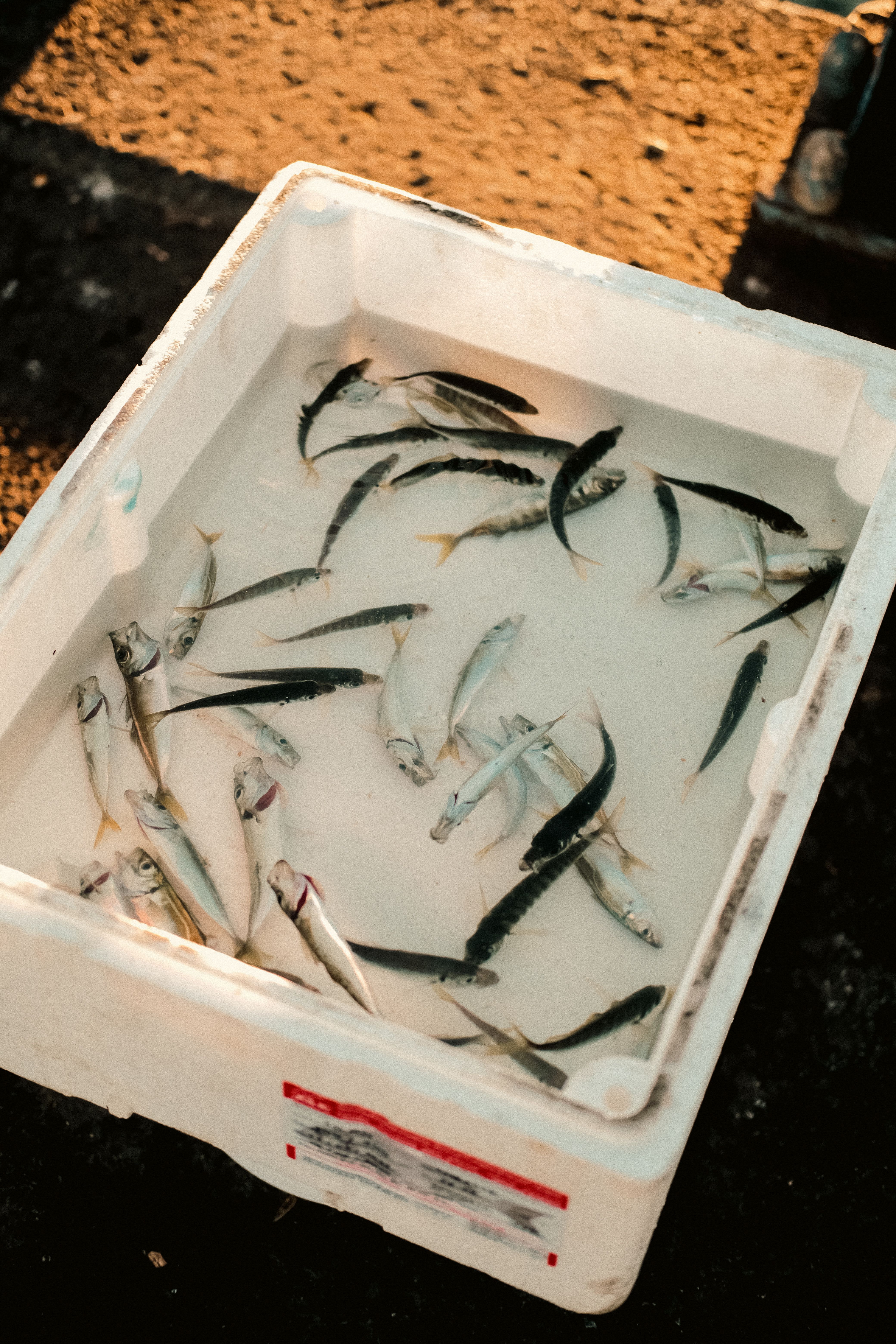 Pescado Fresco En Una Nevera Blanca En El Muelle Pesquero · Foto de ...