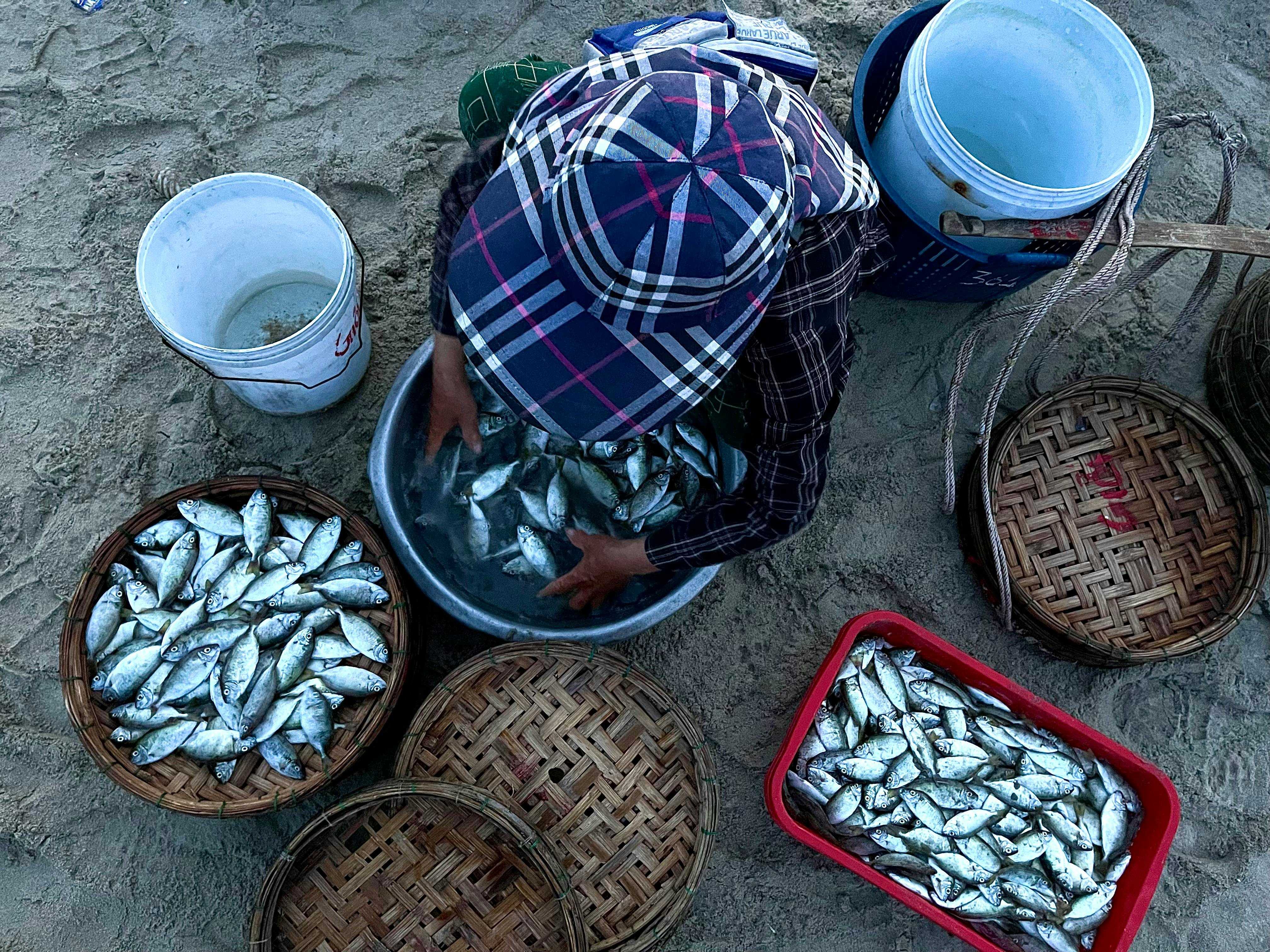 Fisherman Sorting Freshly Caught Fish on Beach · Free Stock Photo