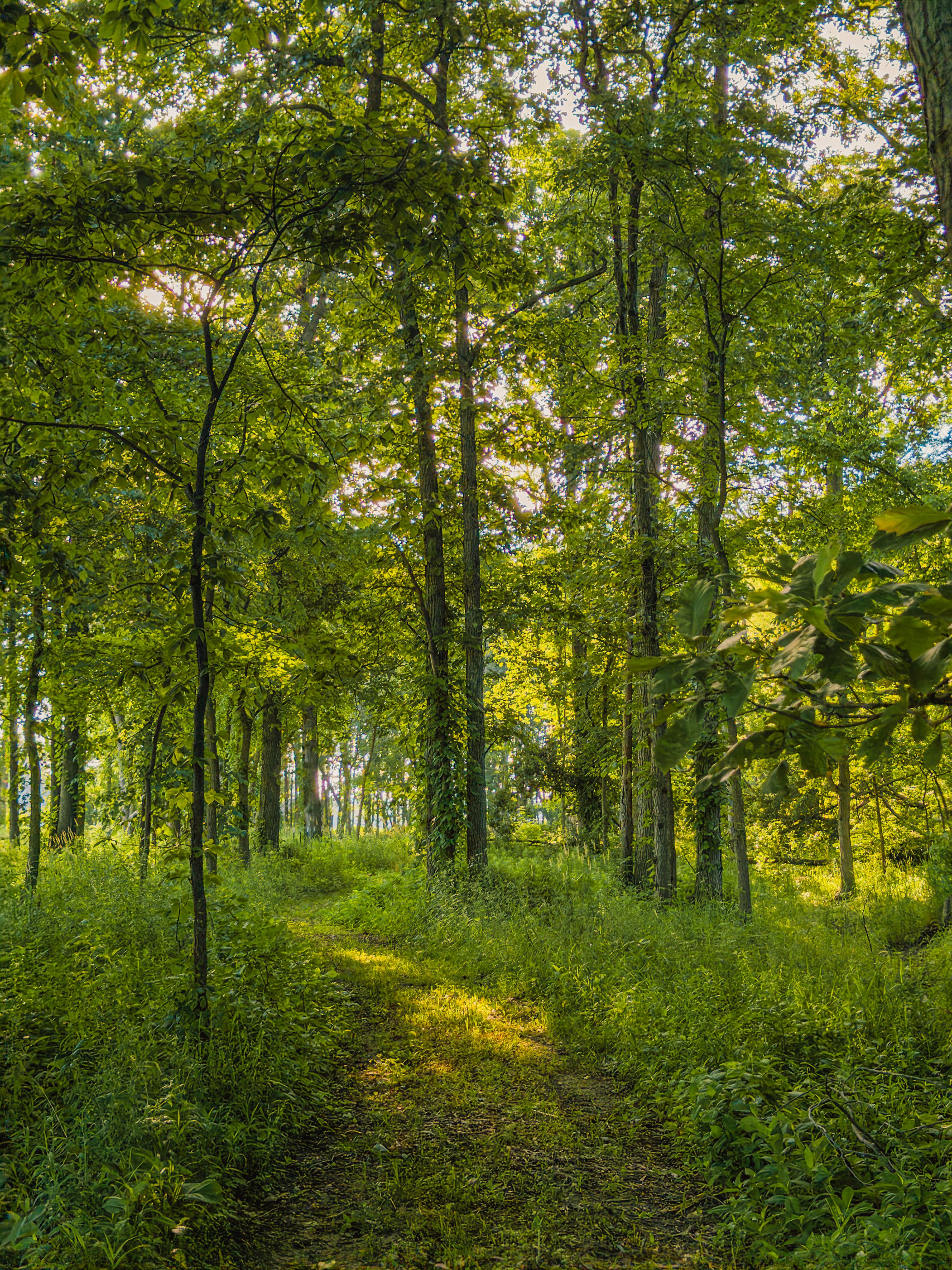 üppiger Waldweg In Alto, Michigan · Kostenloses Stock-Foto