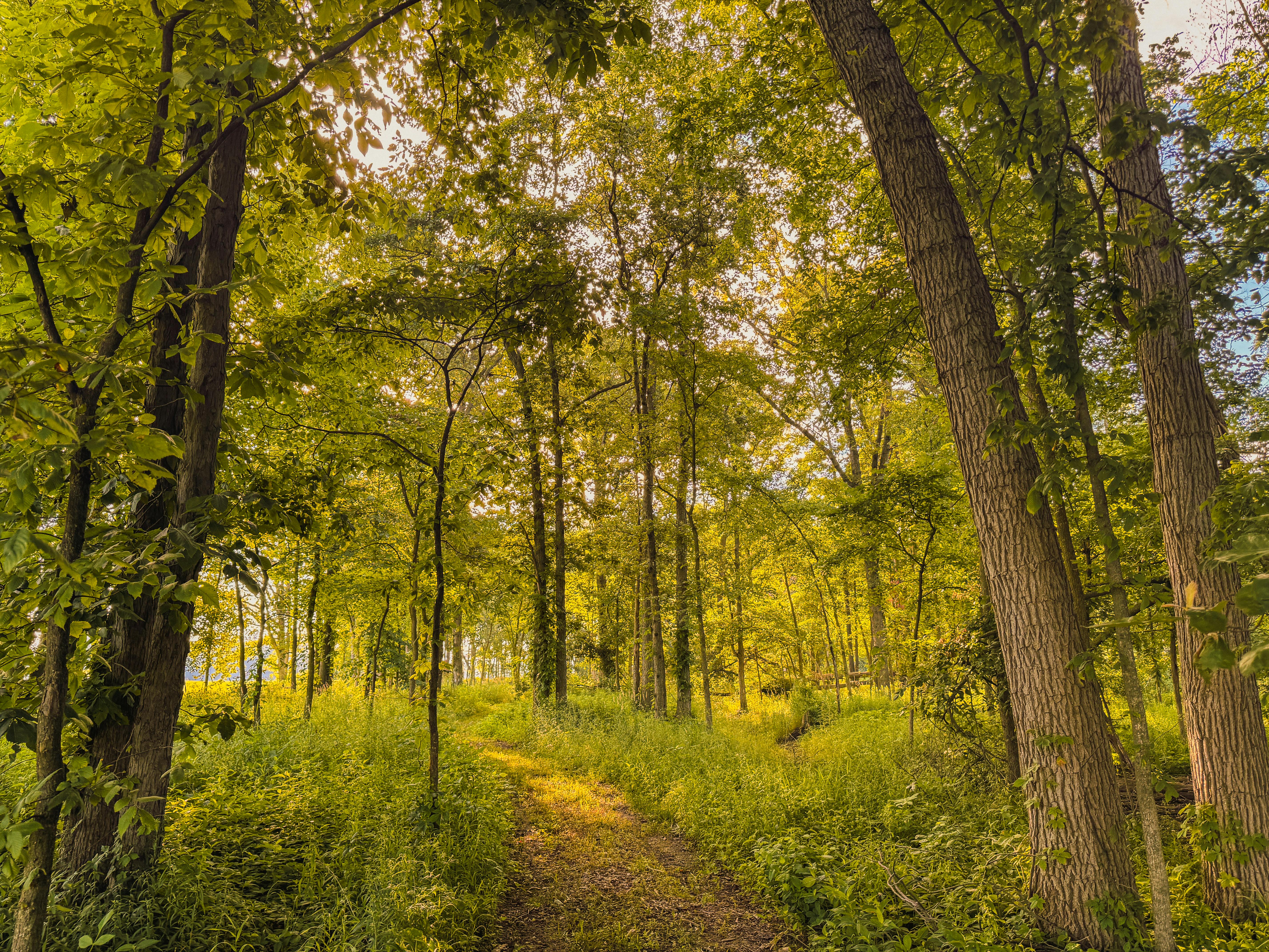 Beautiful Twig Photos, Download The BEST Free Beautiful Twig Stock ...