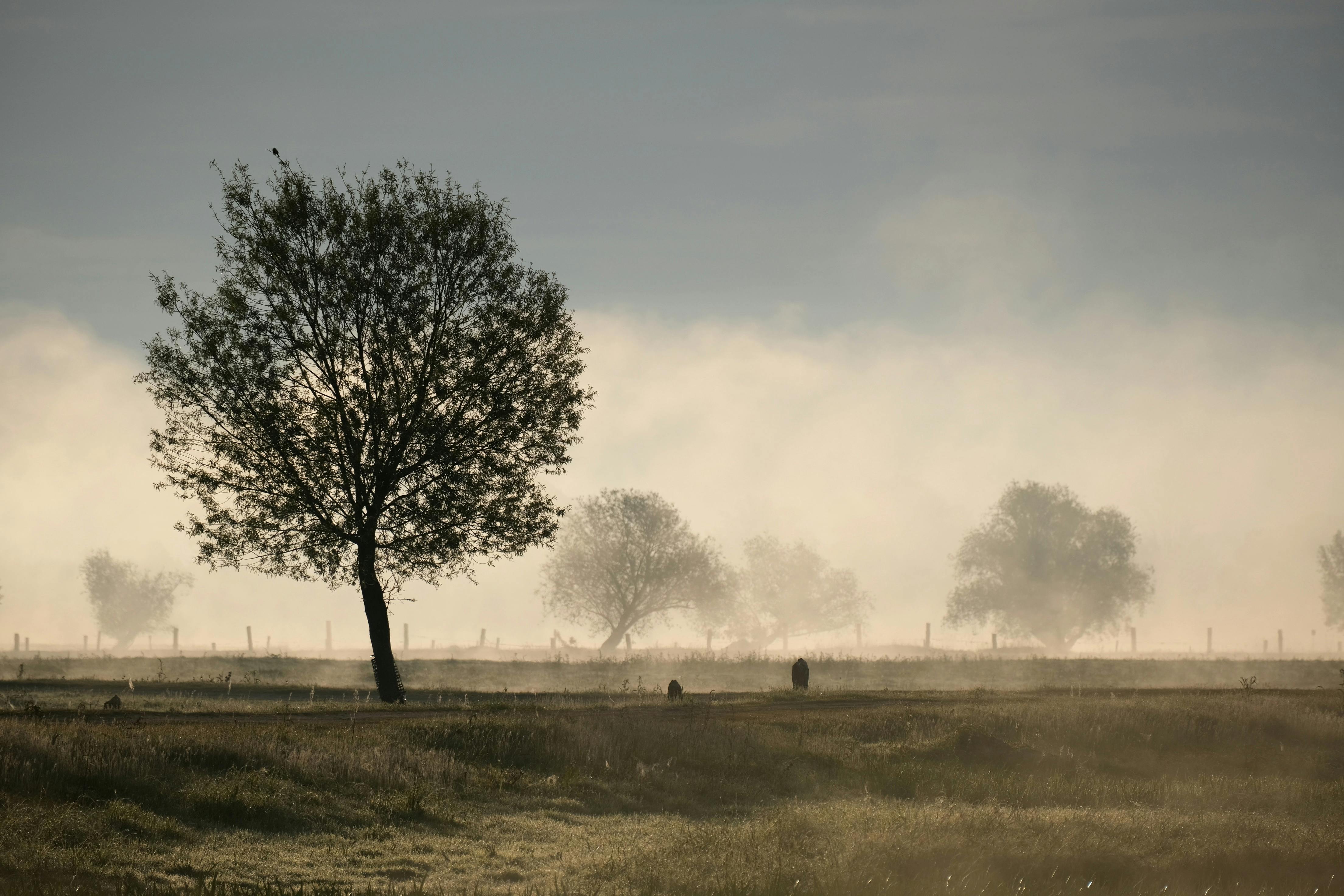 Peisaj Senin și Cețos Cu Copac Singuratic La Răsărit · Imagine de stoc ...