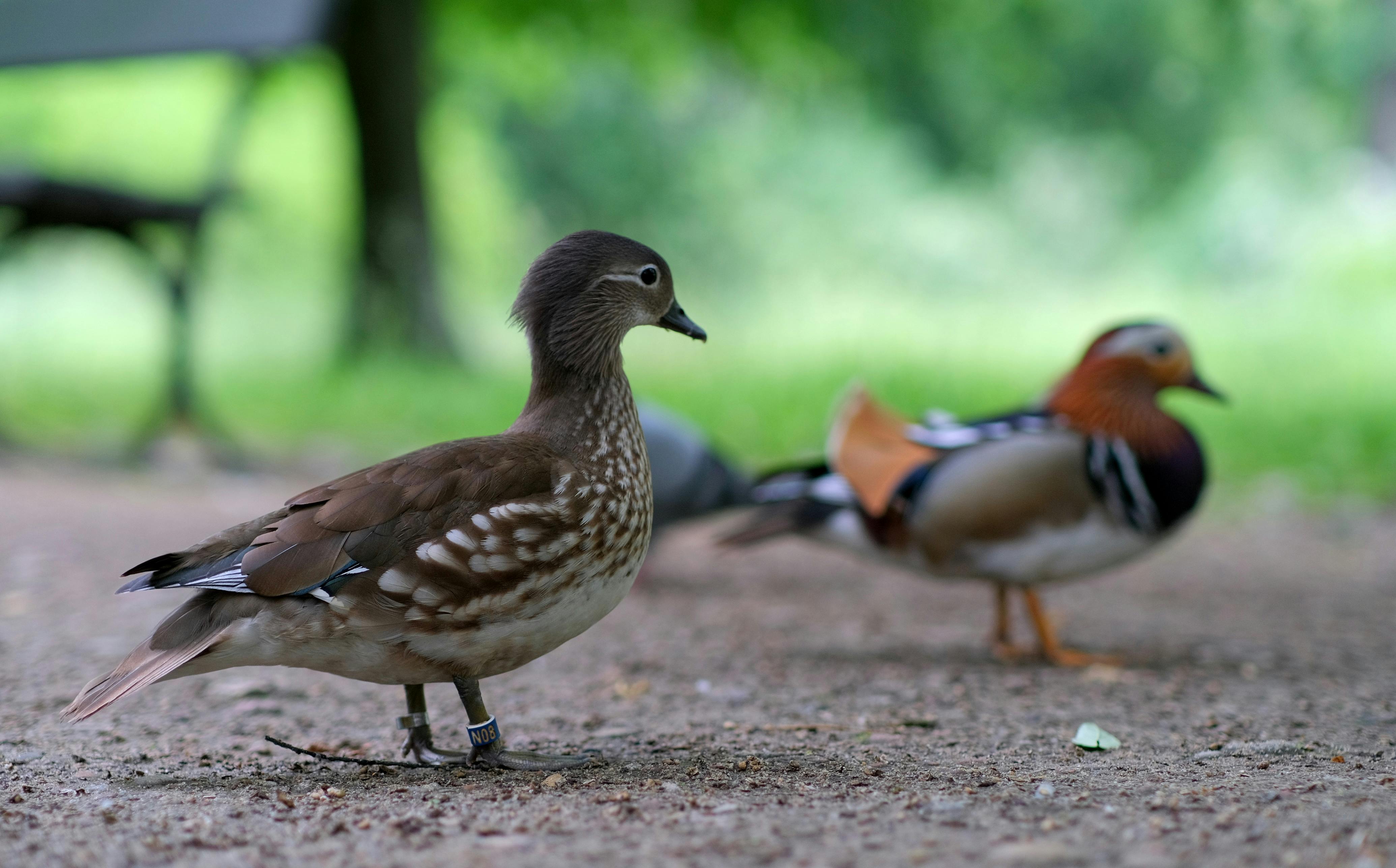 Duck+Pfp Photos, Download The BEST Free Duck+Pfp Stock Photos & HD Images