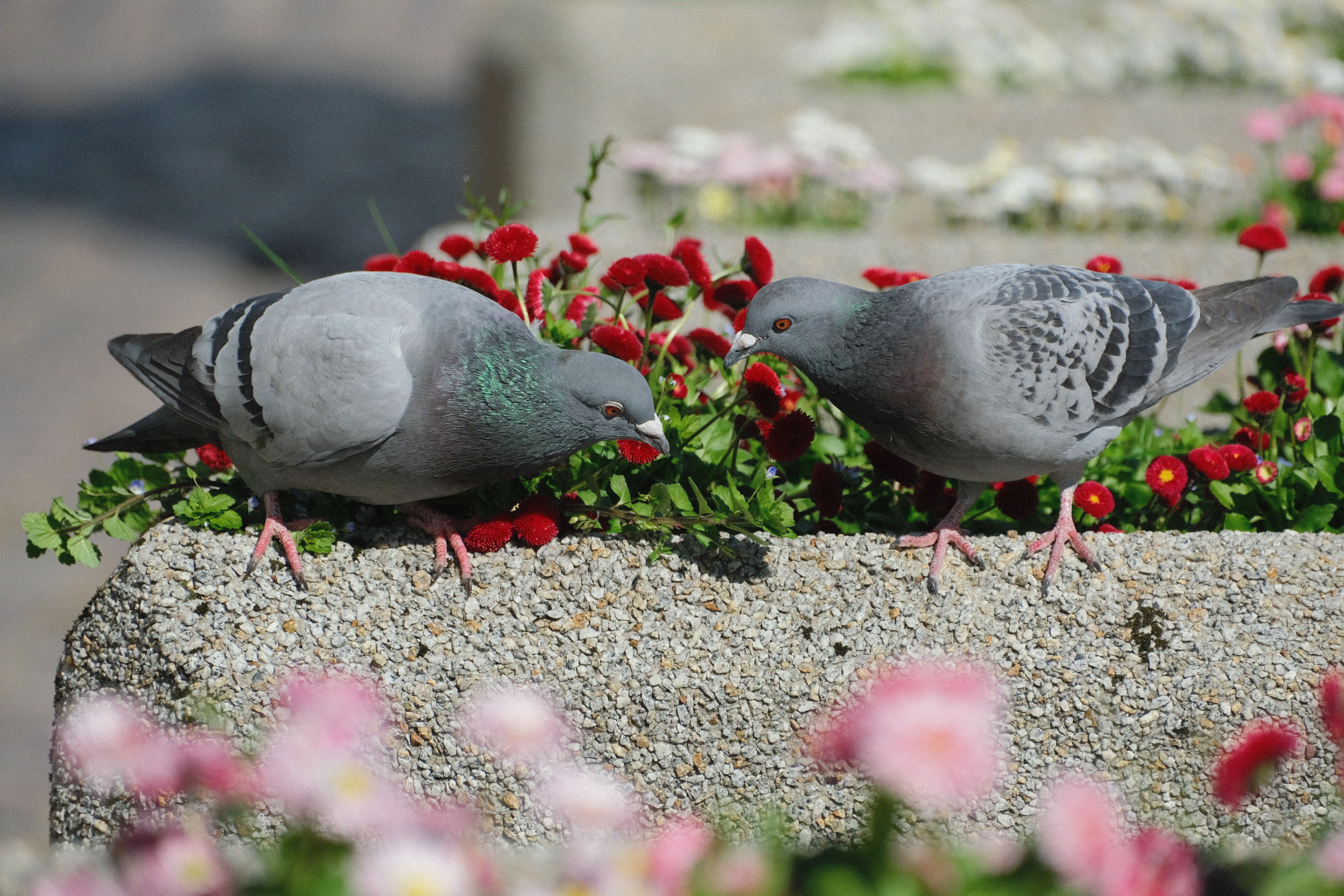 Pigeons Resting on Flower Bed in Urban Garden · Free Stock Photo