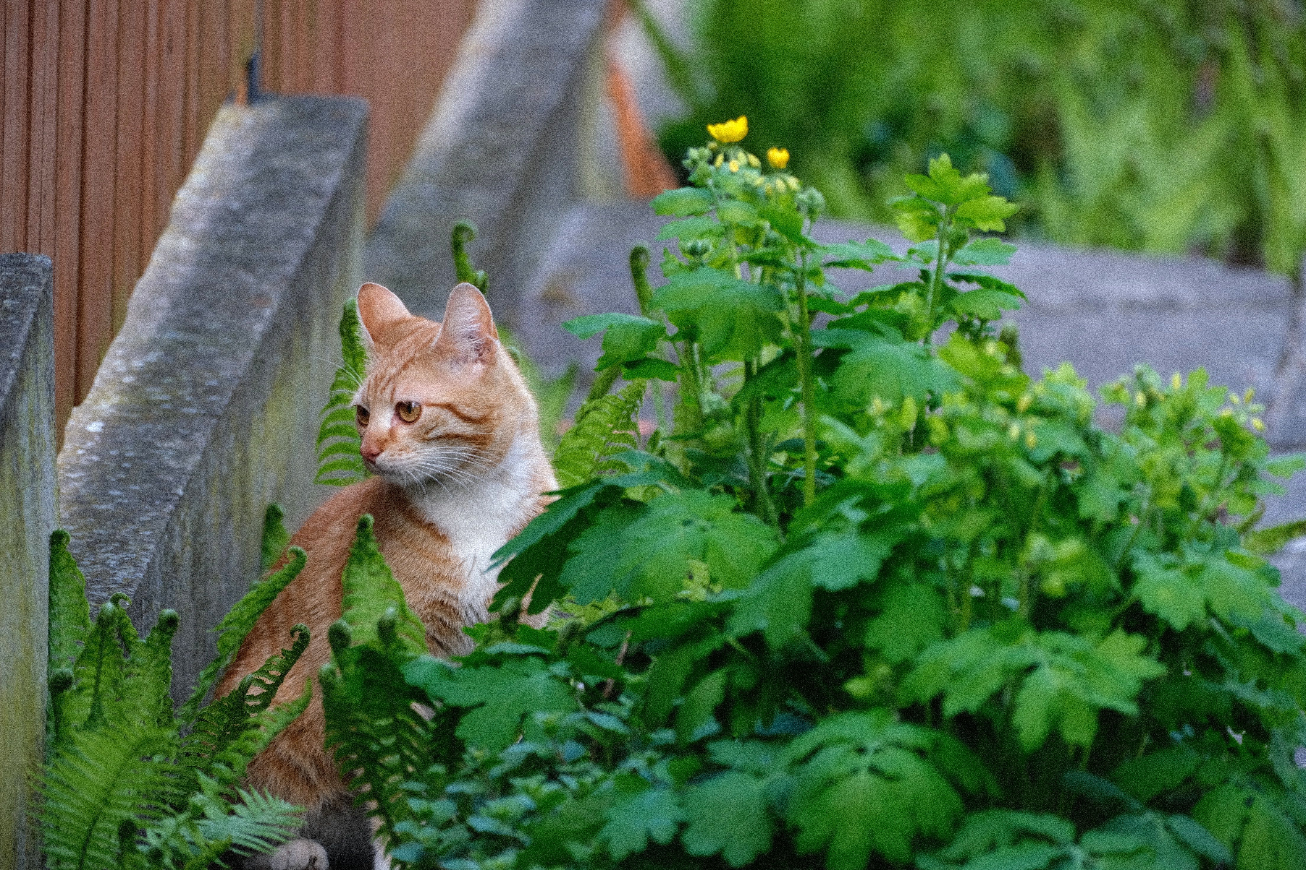 Ginger Cat in a Lush Green Garden Setting · Free Stock Photo
