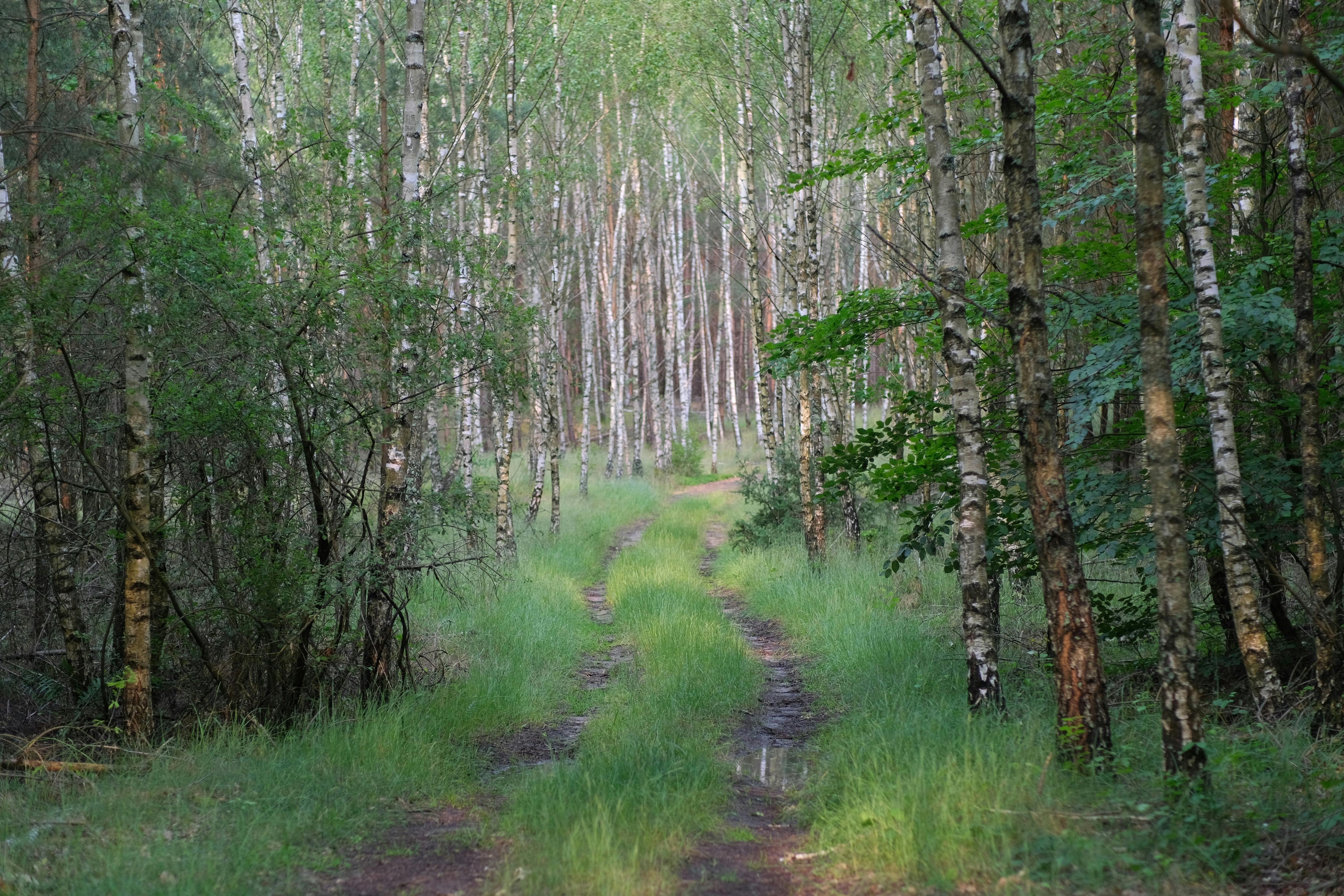 Wood Imaig Photos, Download The BEST Free Wood Imaig Stock Photos & HD ...