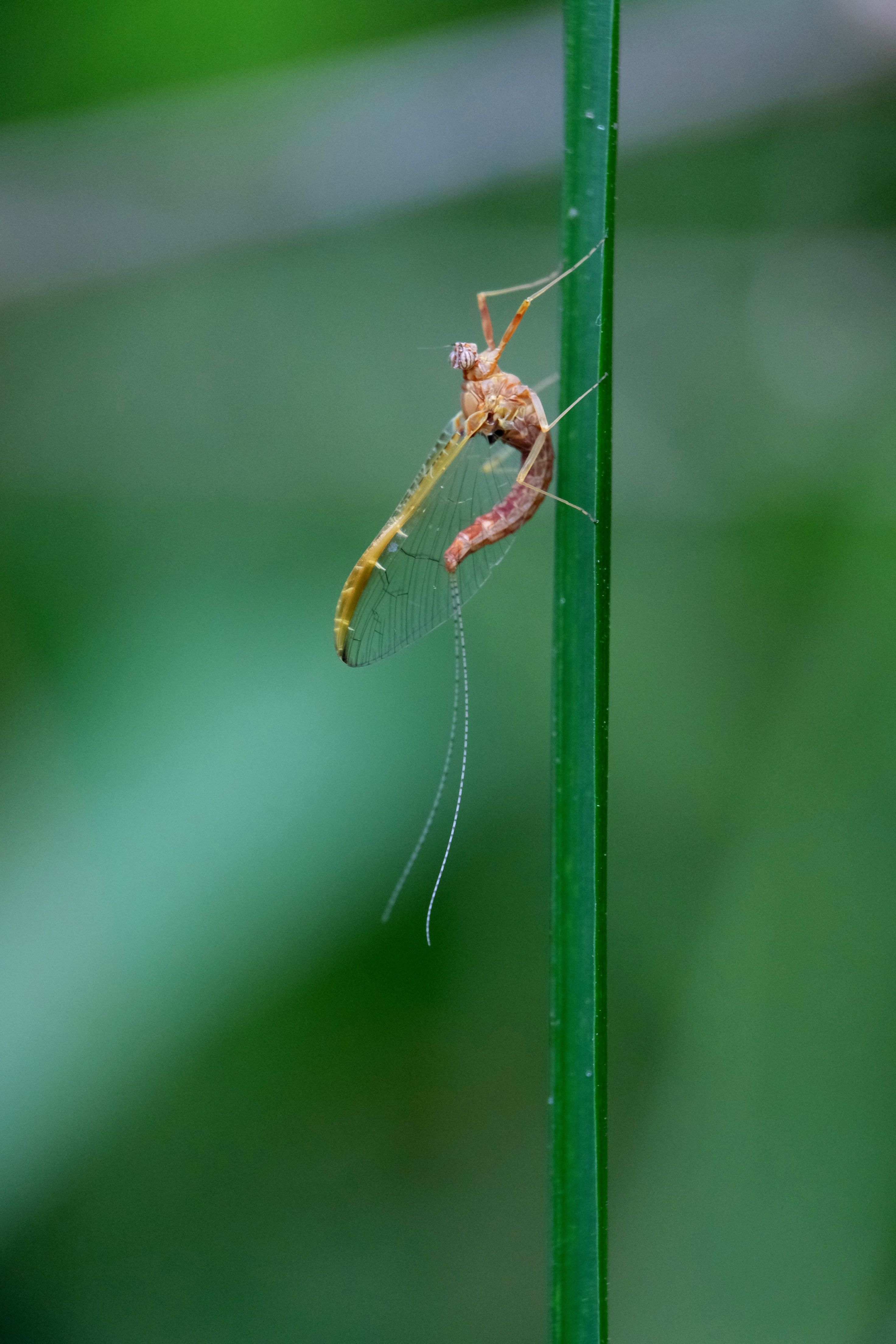 May Fly Photos, Download The BEST Free May Fly Stock Photos & HD Images