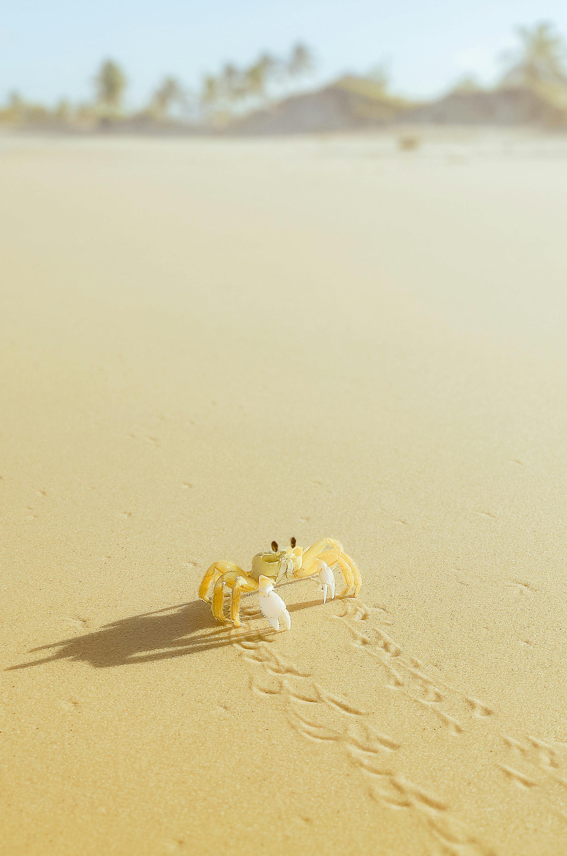 Camel Toe Beach Photos, Download The BEST Free Camel Toe Beach Stock ...