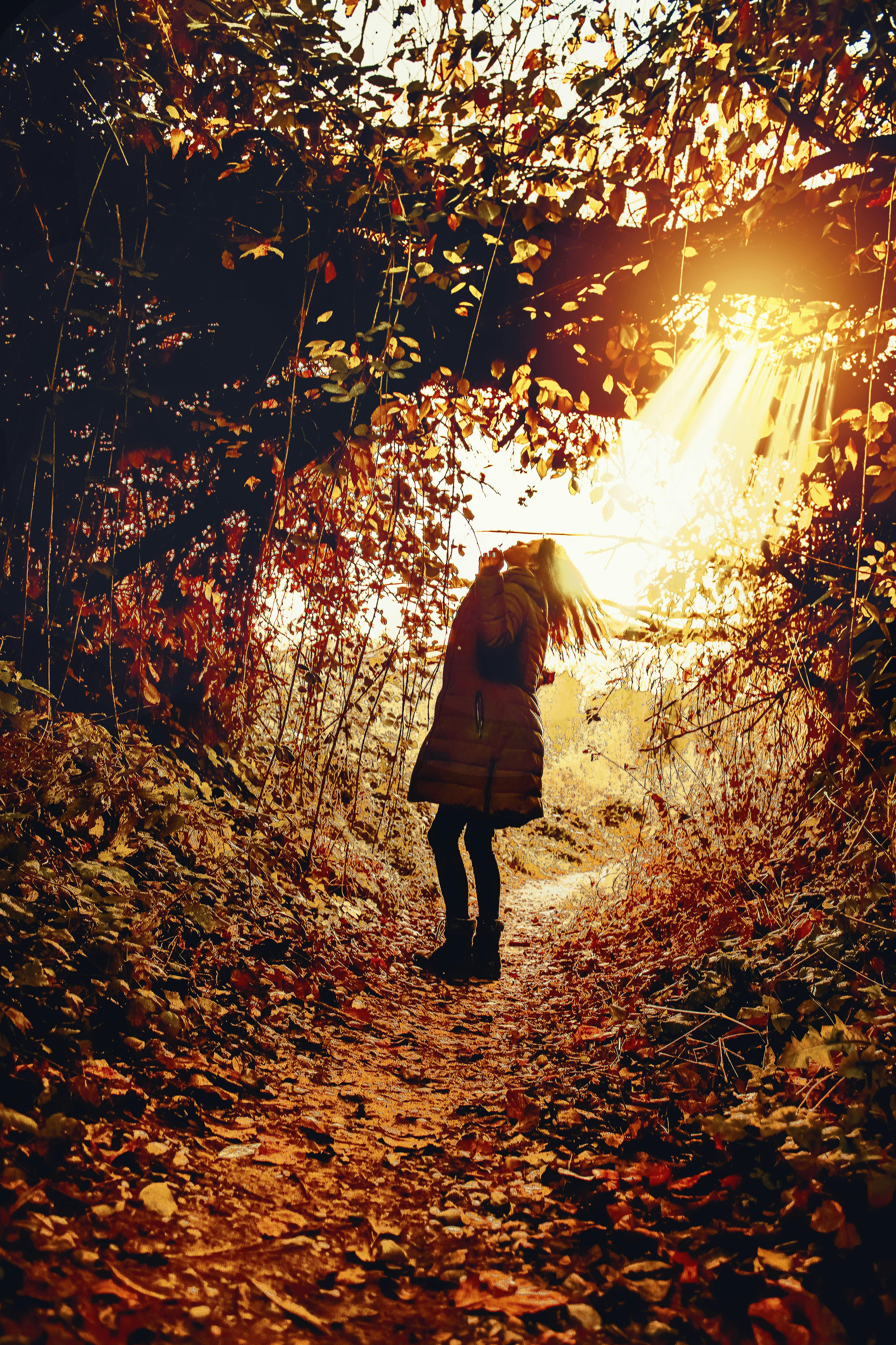 Free stock photo of autumn, autumn mood forest, colors of autumn