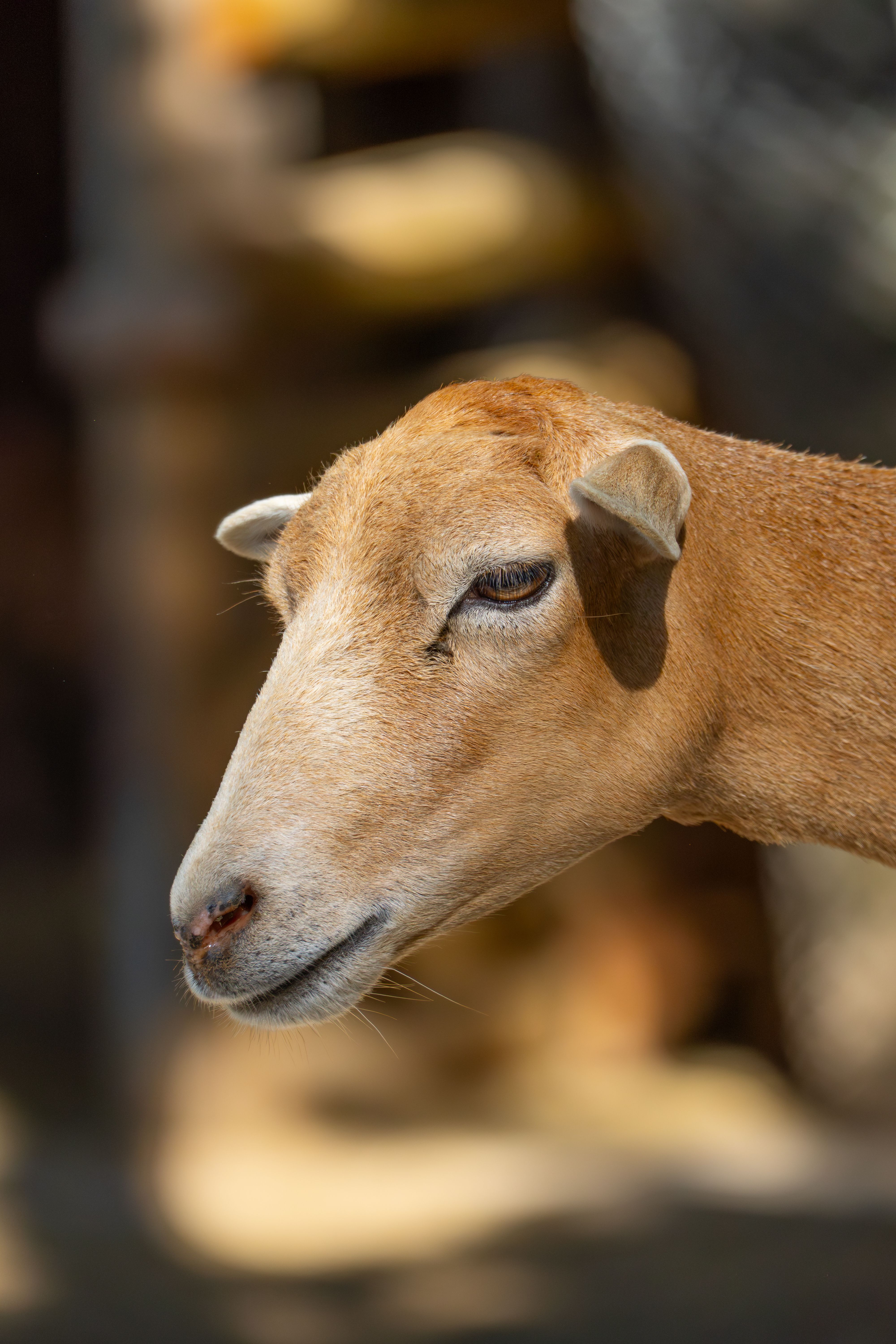 Turkish Farm Photos, Download The BEST Free Turkish Farm Stock Photos ...