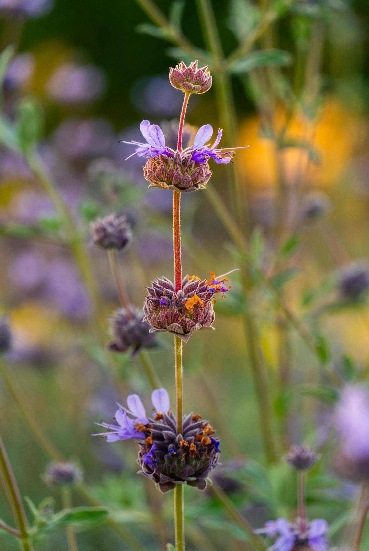 Sparrows+On+A+Branch+Enjoy+Spring+Blooms Photos, Download The BEST Free ...