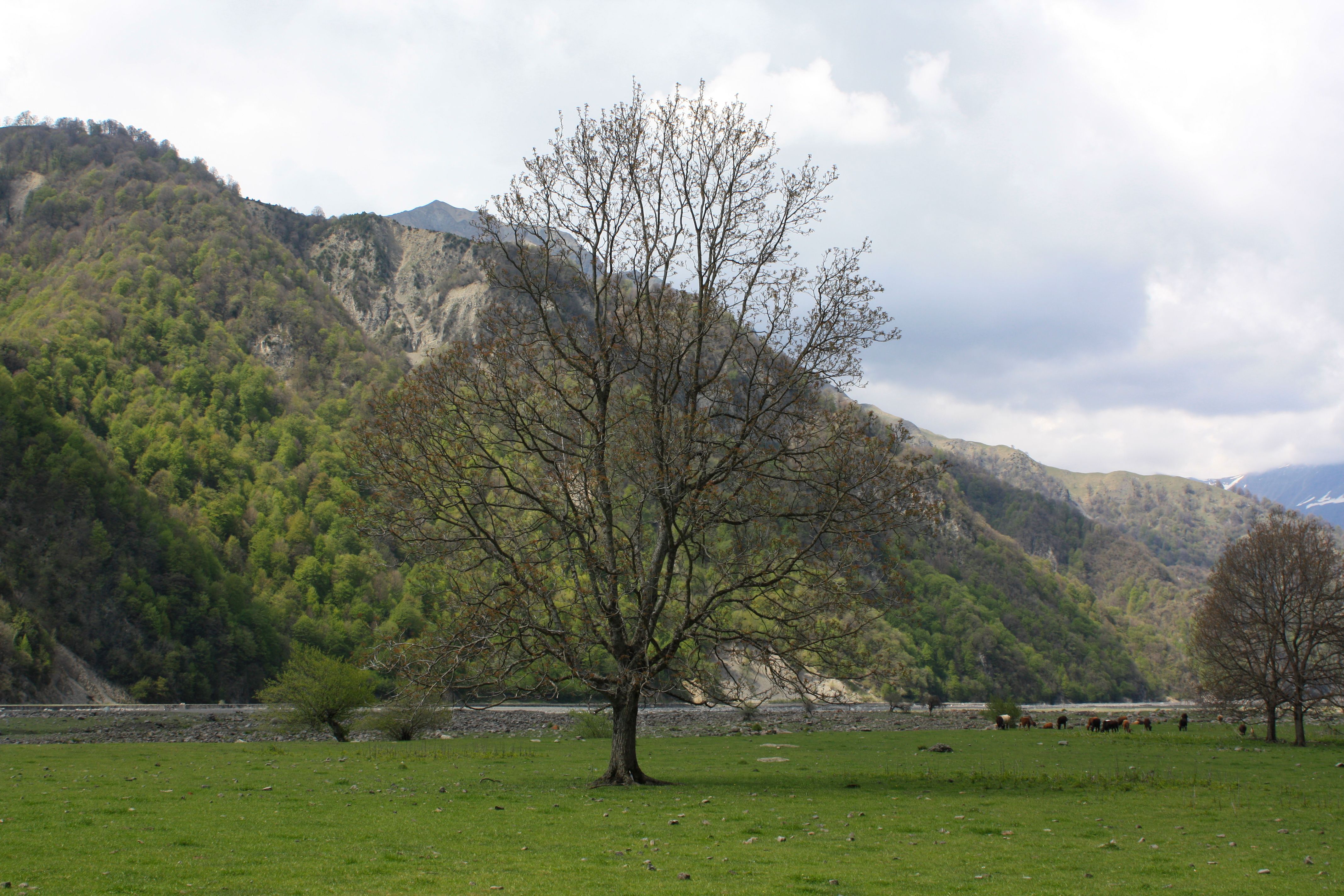 Serene Spring Landscape with Lone Tree and Hills · Free Stock Photo