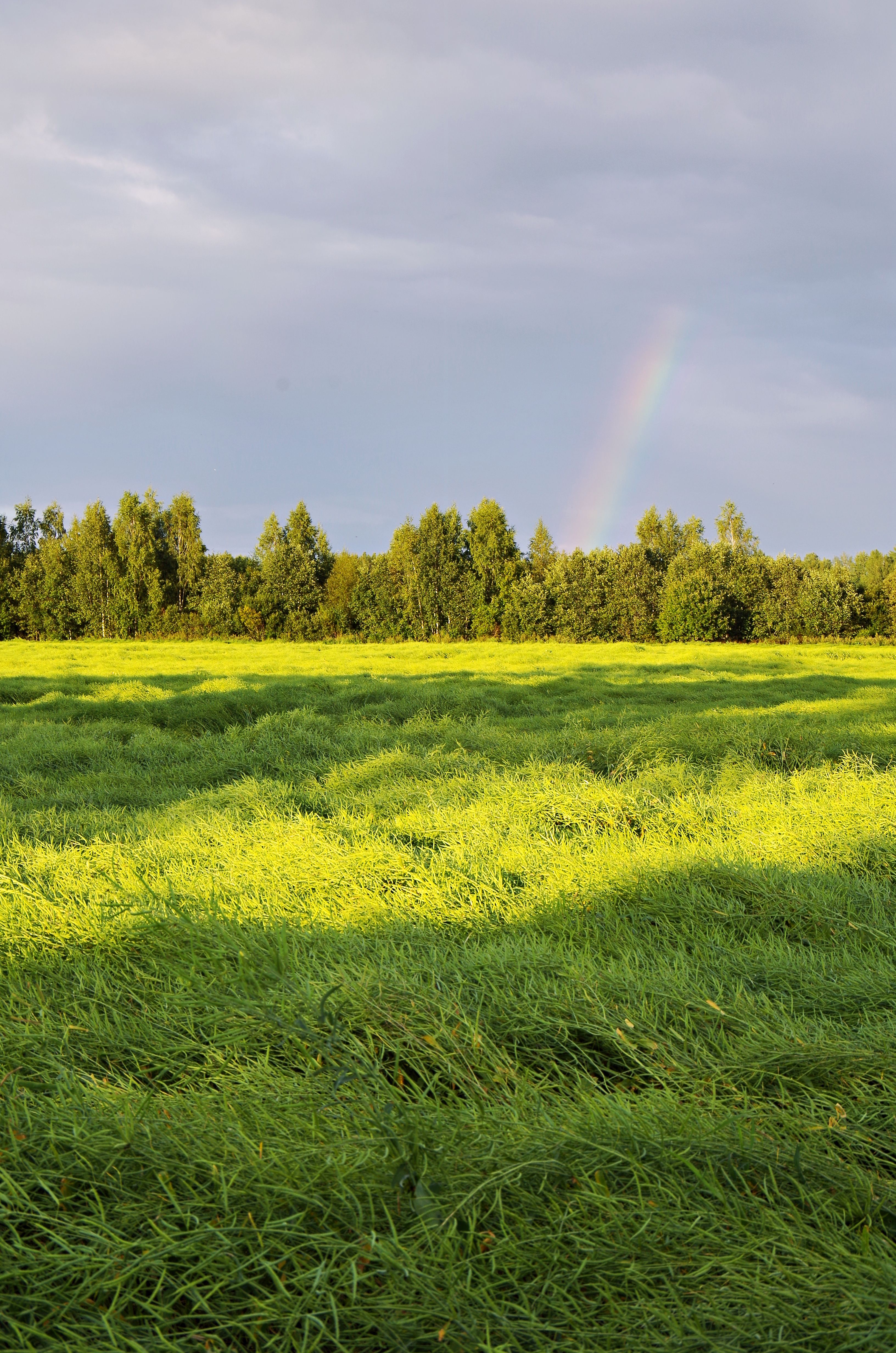 Vibrant Rainbow Over Lush Green Field in Latvia · Free Stock Photo