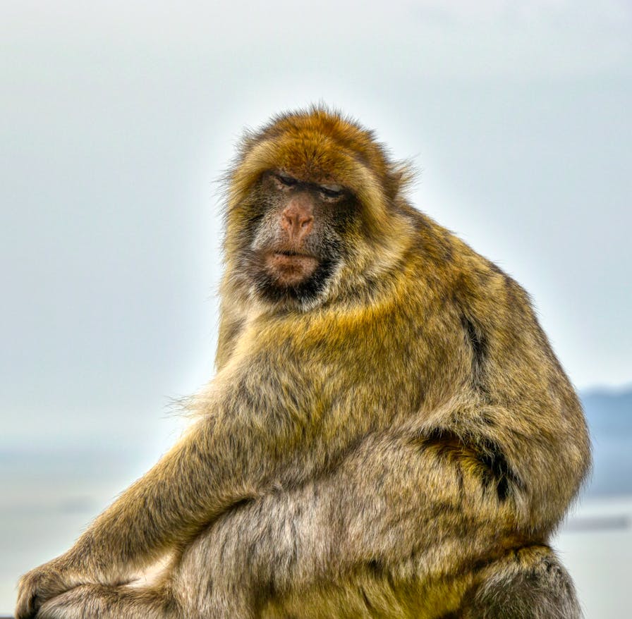 Barbary Macaque Gibraltar: Habitat, Behavior, and Daily Life