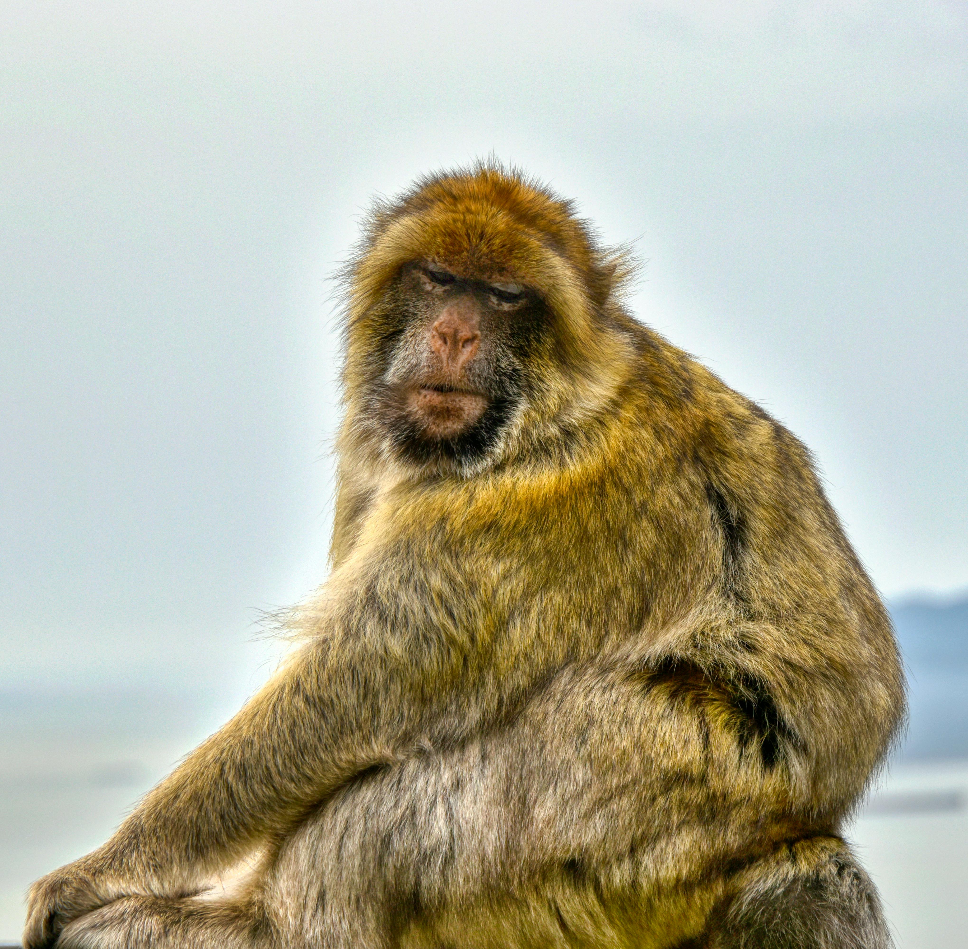 Monkey Social Evolution Photos, Download The BEST Free Monkey Social ...