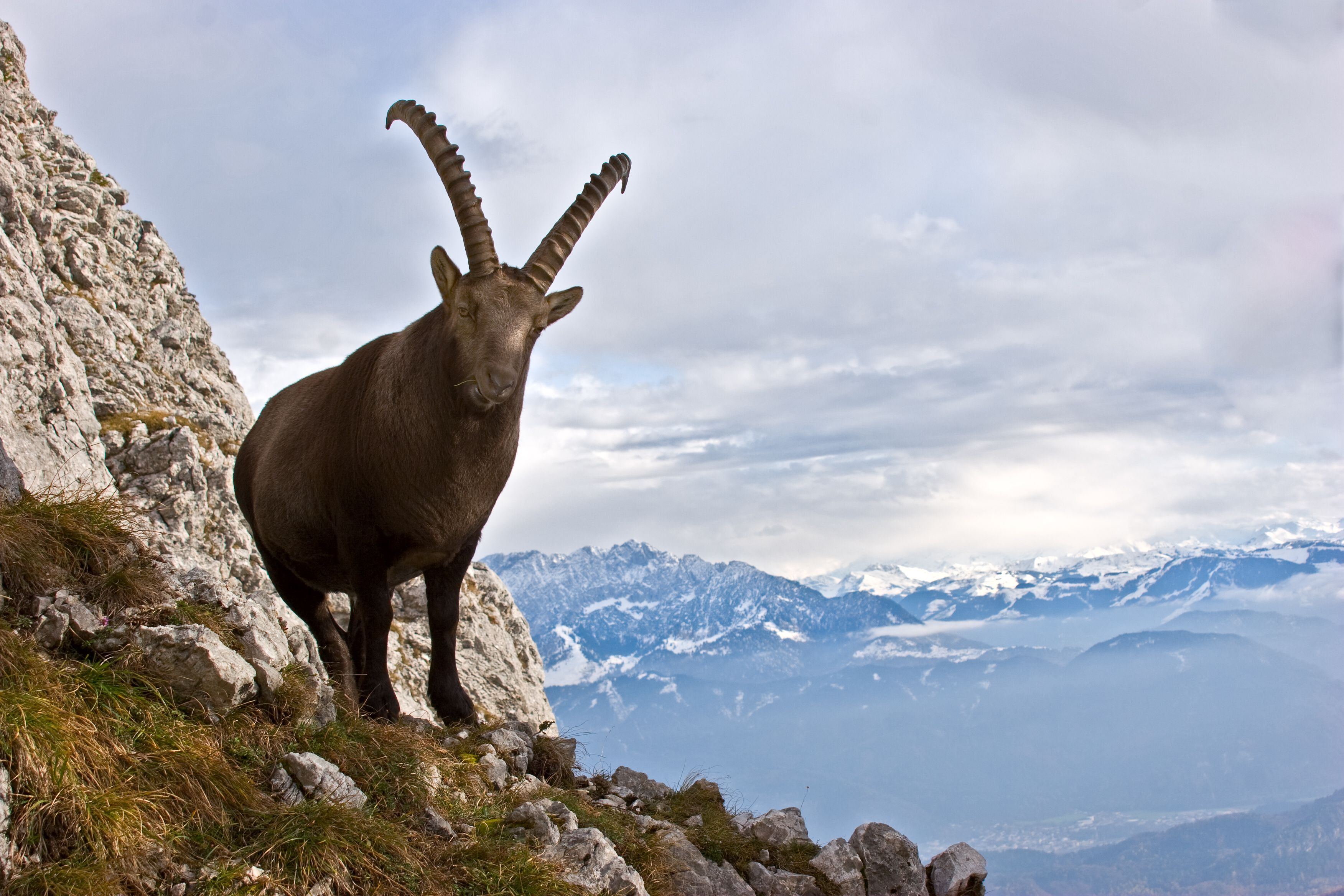 Alpine Ibex in Bavarian Alps Scenic View · Free Stock Photo