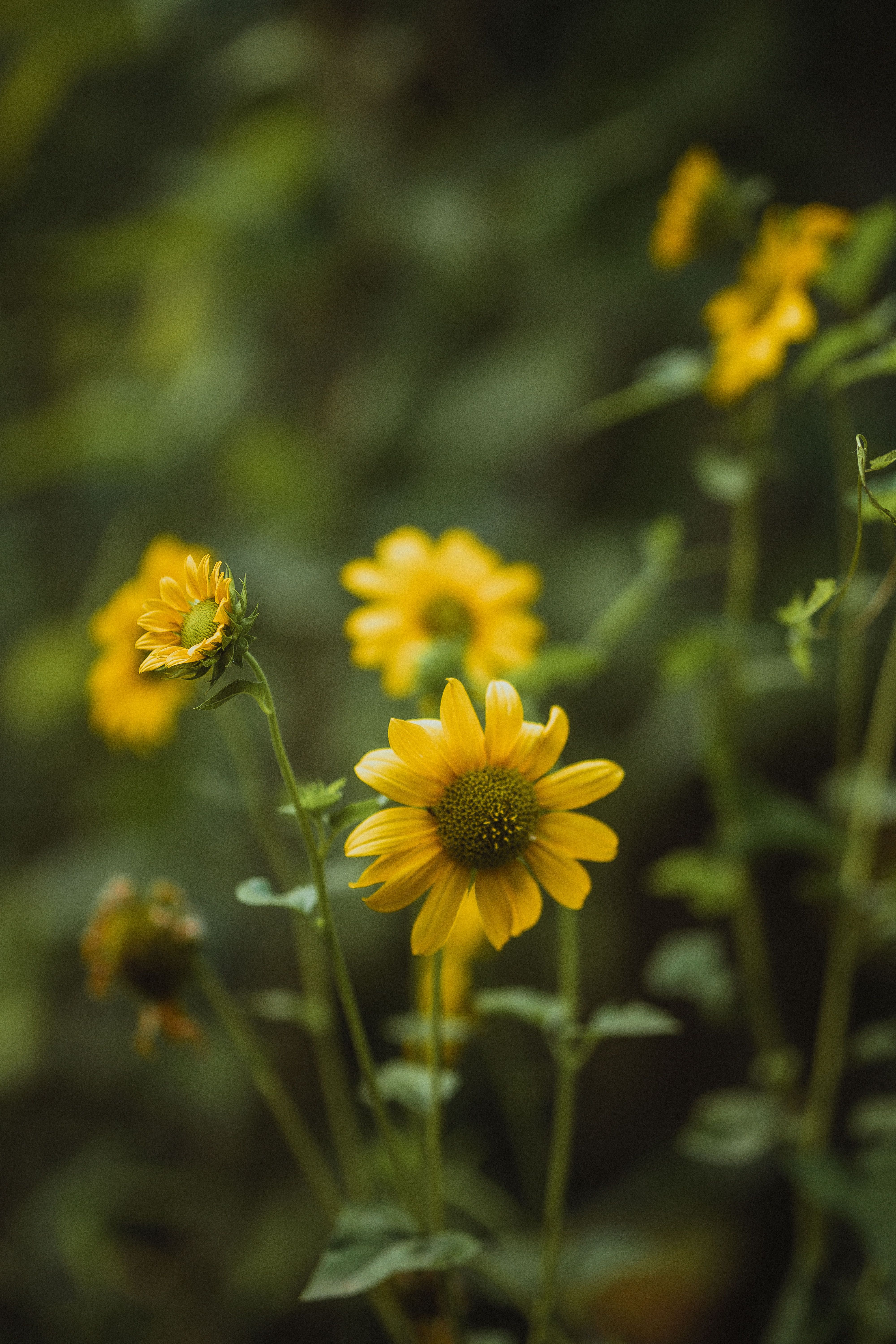 Golden Flower Leaves Photos, Download The BEST Free Golden Flower ...