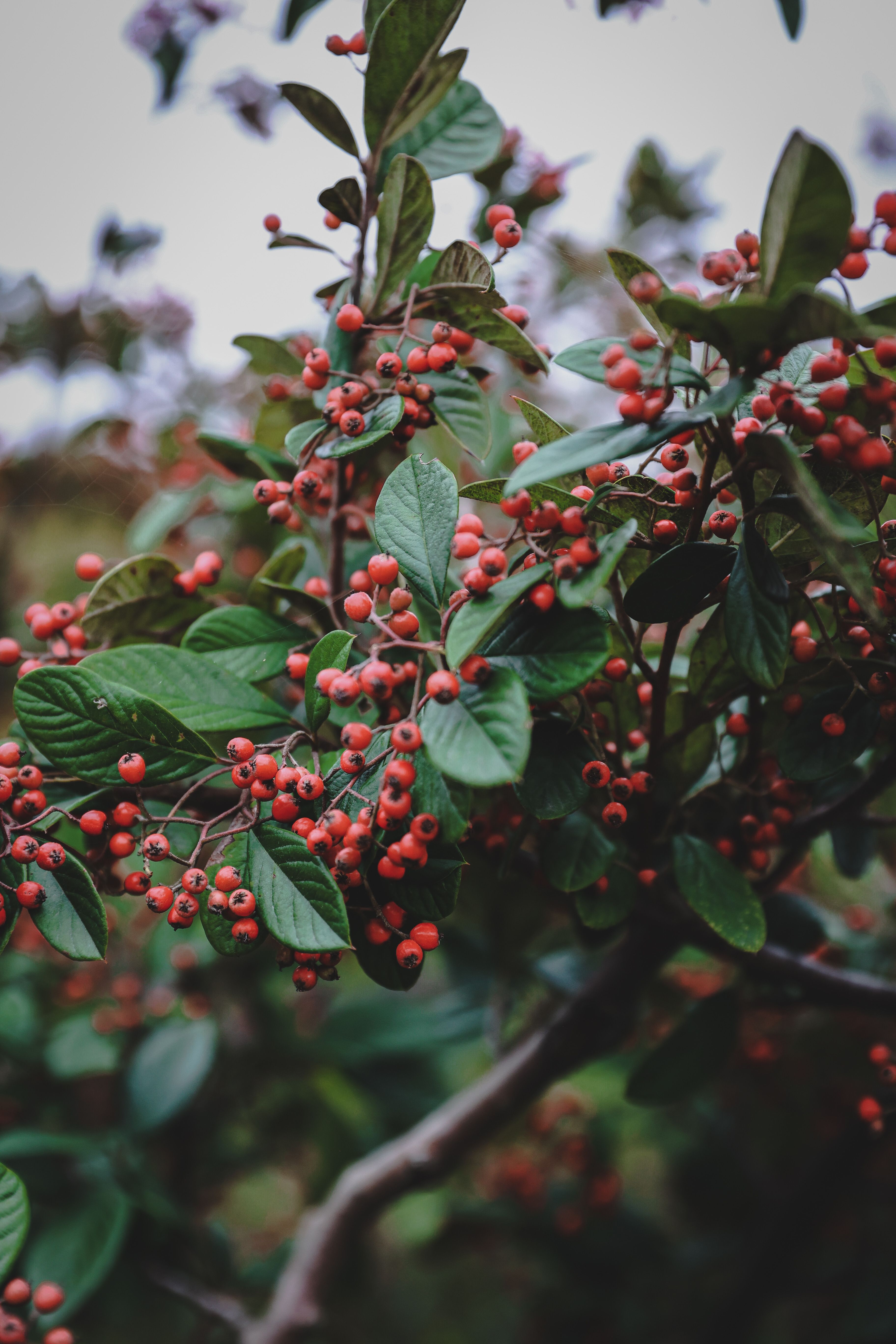 Red Berry Plant · Free Stock Photo