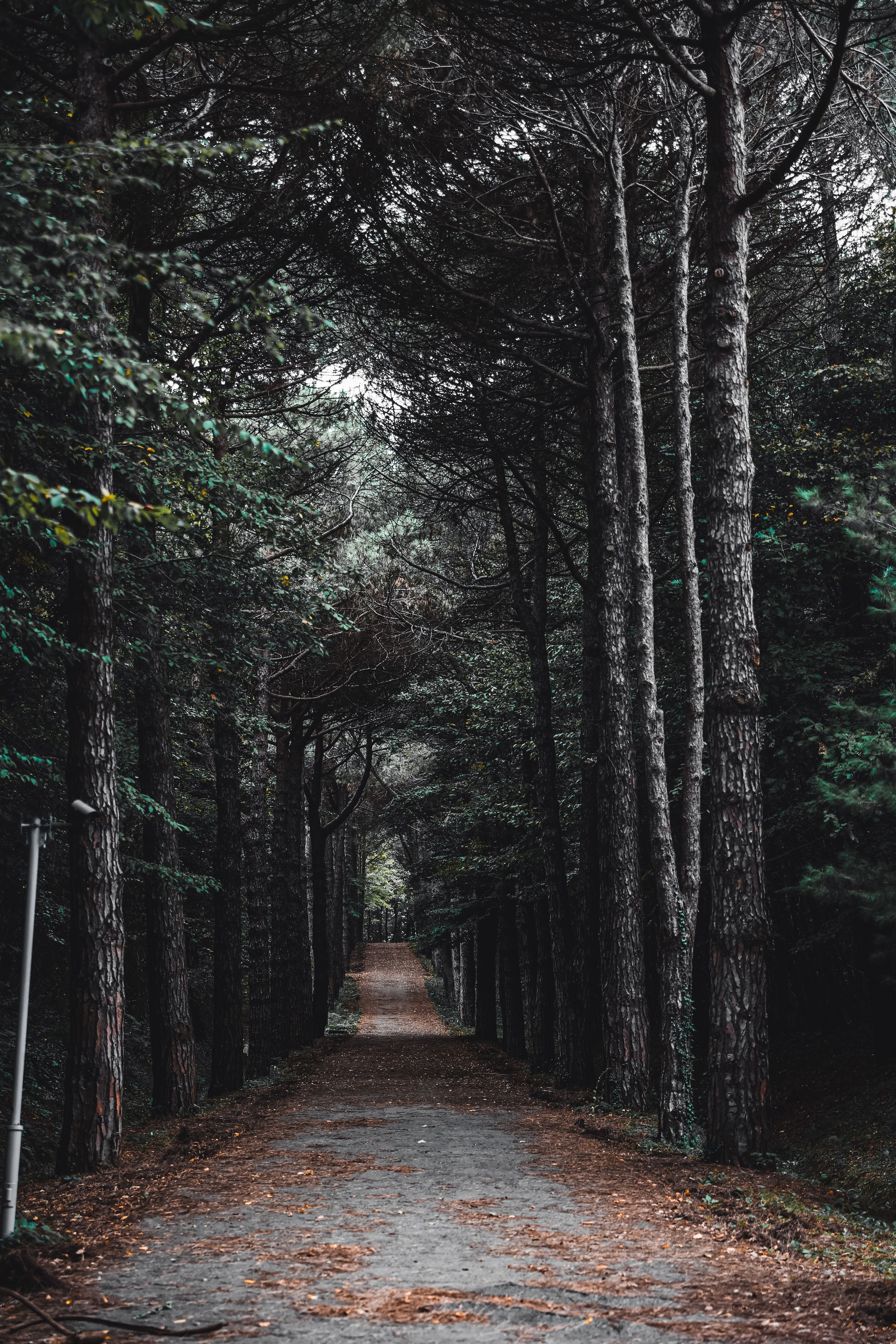 Serene Forest Pathway in İstanbul, Türkiye · Free Stock Photo