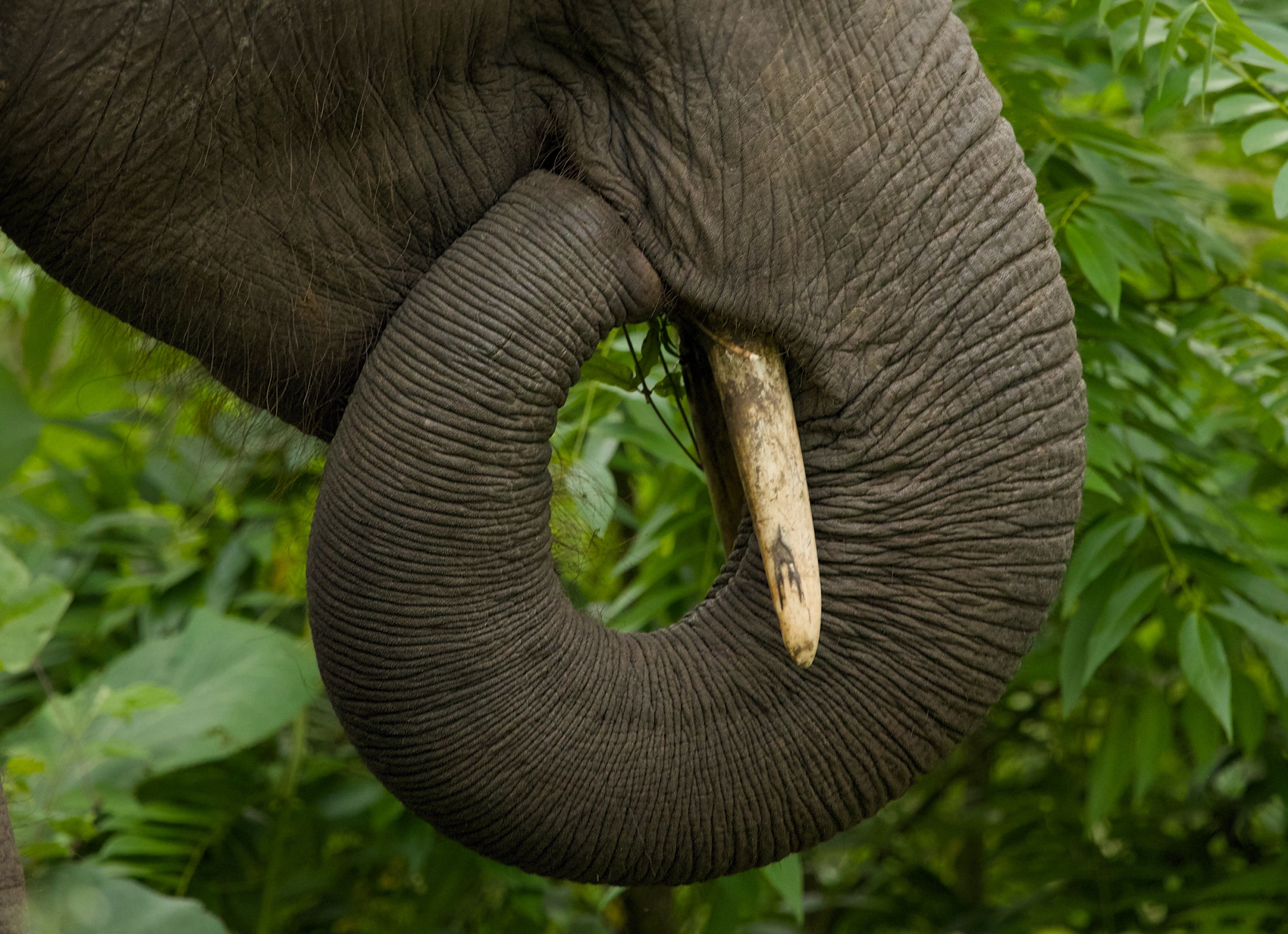 Close-up of Elephant Trunk and Tusk in Forest · Free Stock Photo