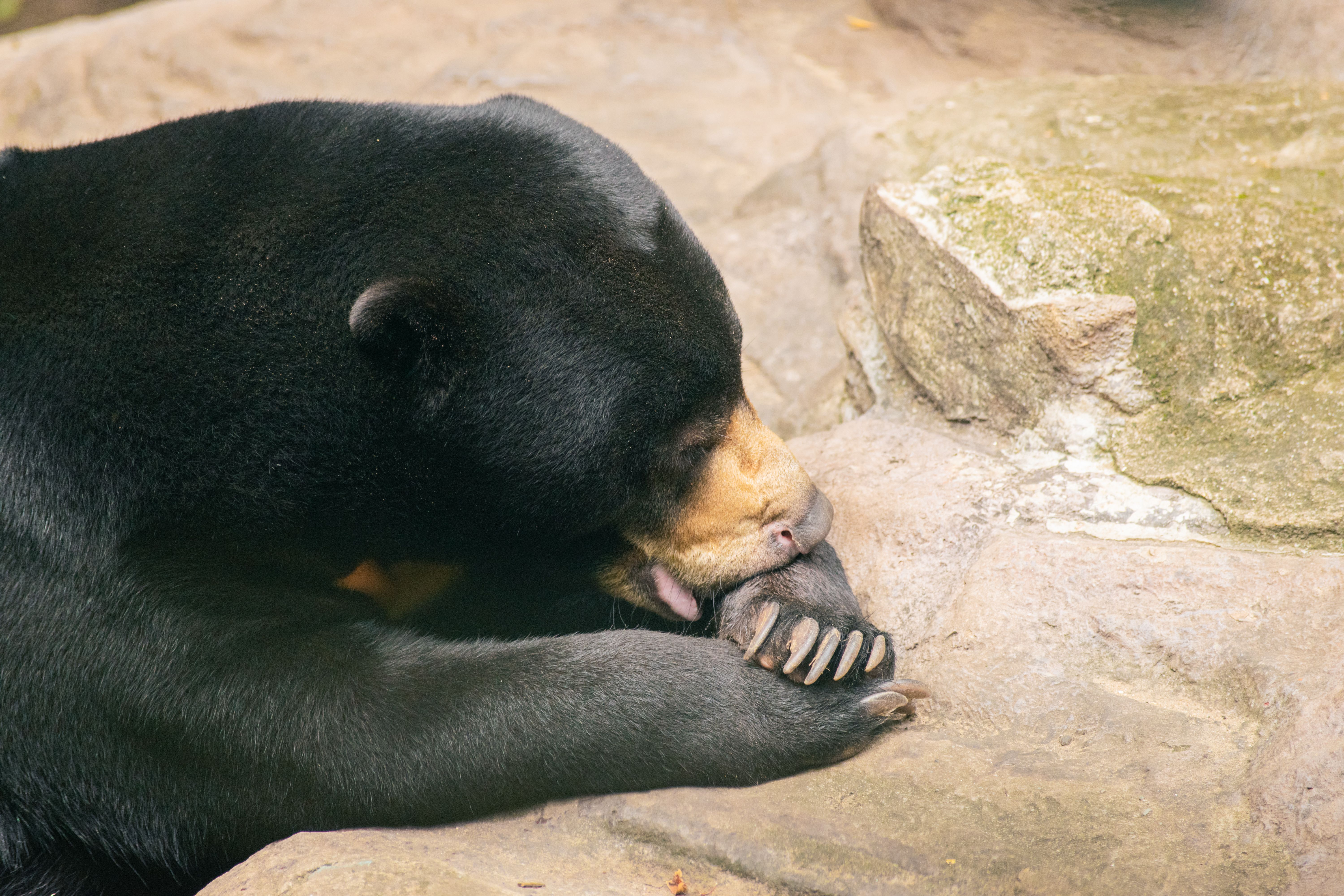 Sun Bear Resting on Rocky Surface · Free Stock Photo