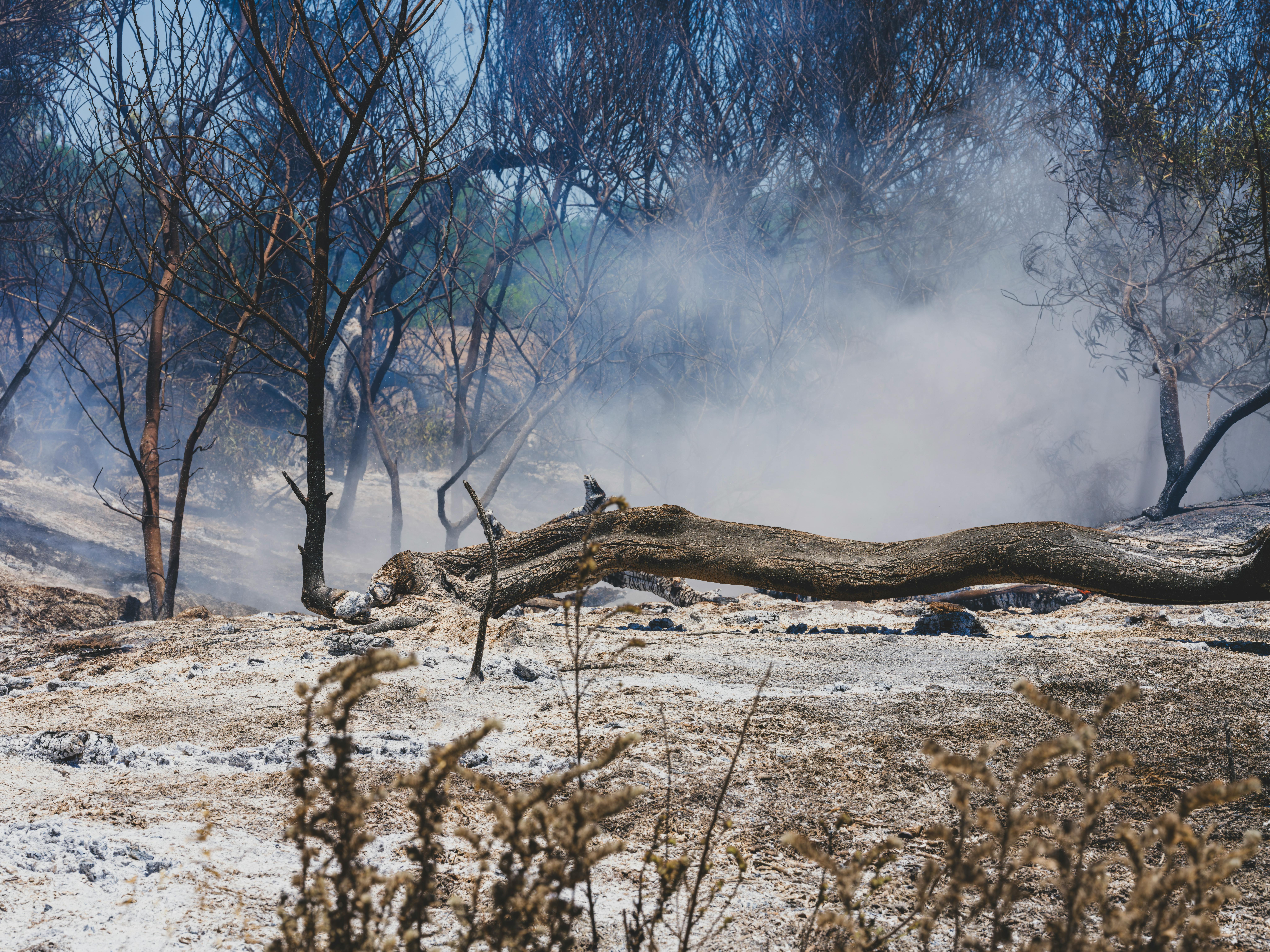 Devastating Forest Aftermath of Wildfire · Free Stock Photo
