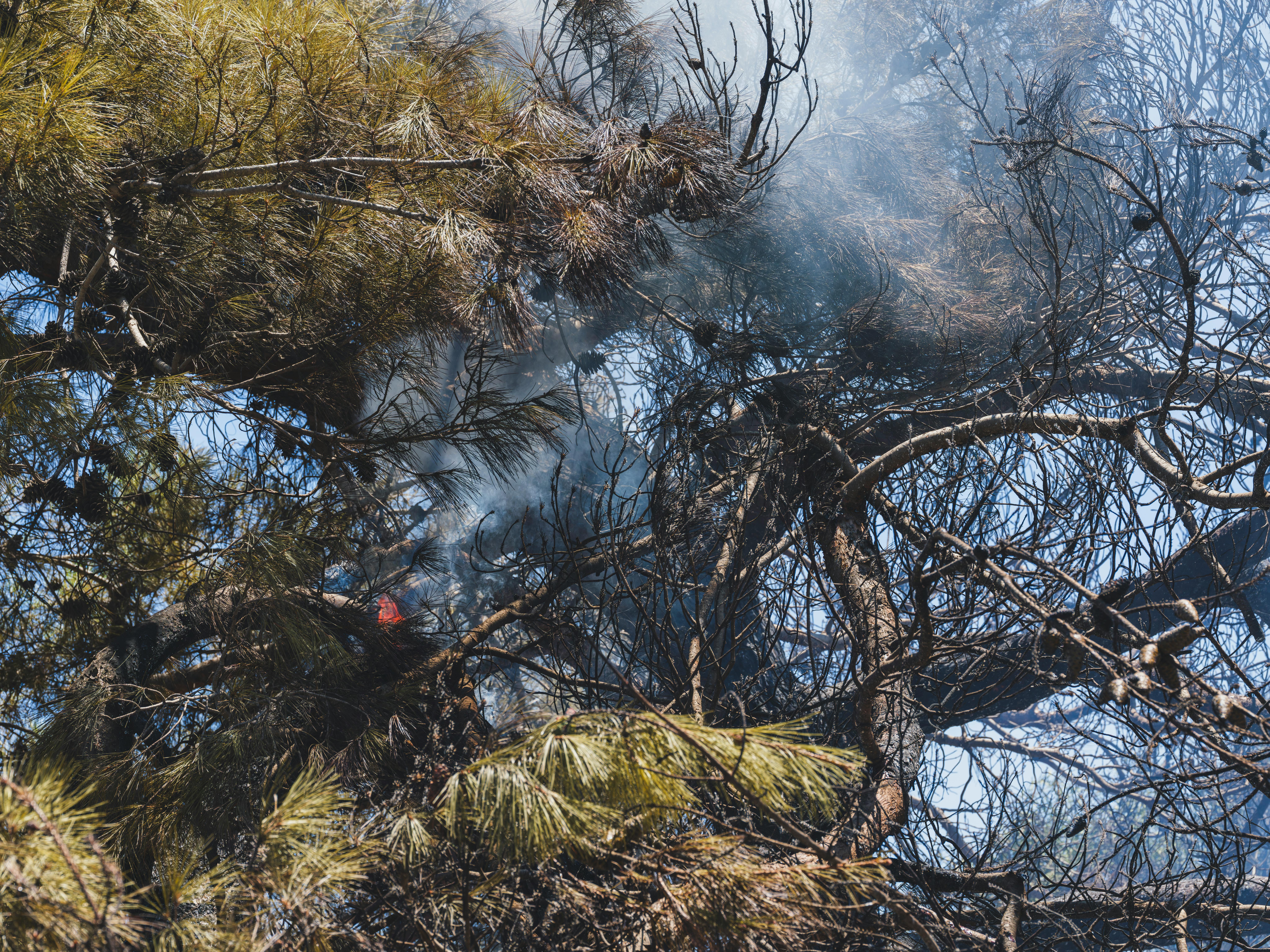 Dramatic Forest Fire Aftermath with Scorched Trees · Free Stock Photo