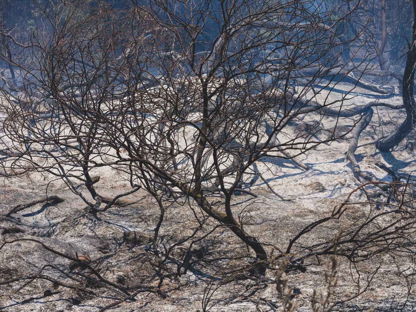 Scorched Landscape Photos, Download The BEST Free Scorched Landscape ...