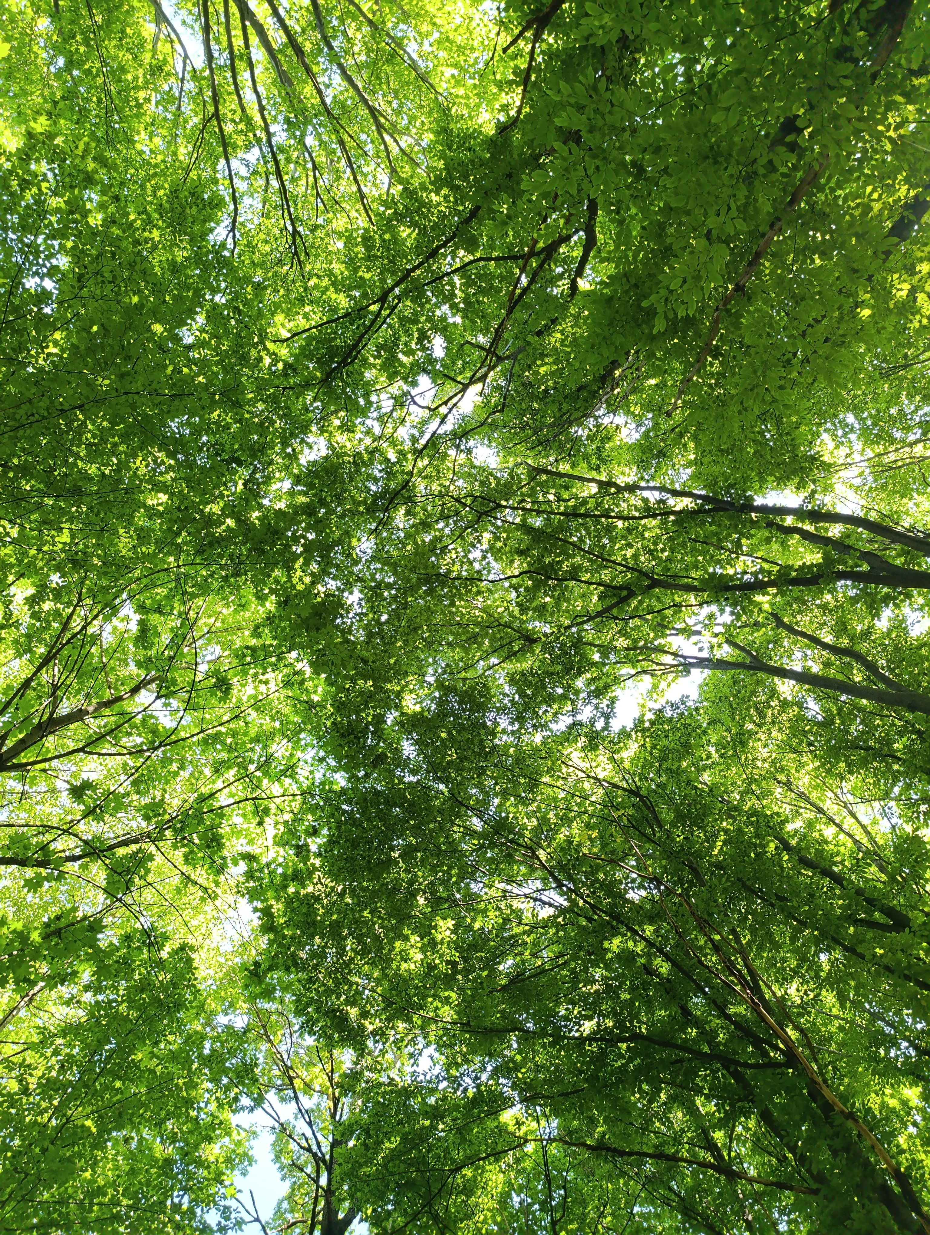 Lush Green Forest Canopy in Spring Sunlight · Free Stock Photo