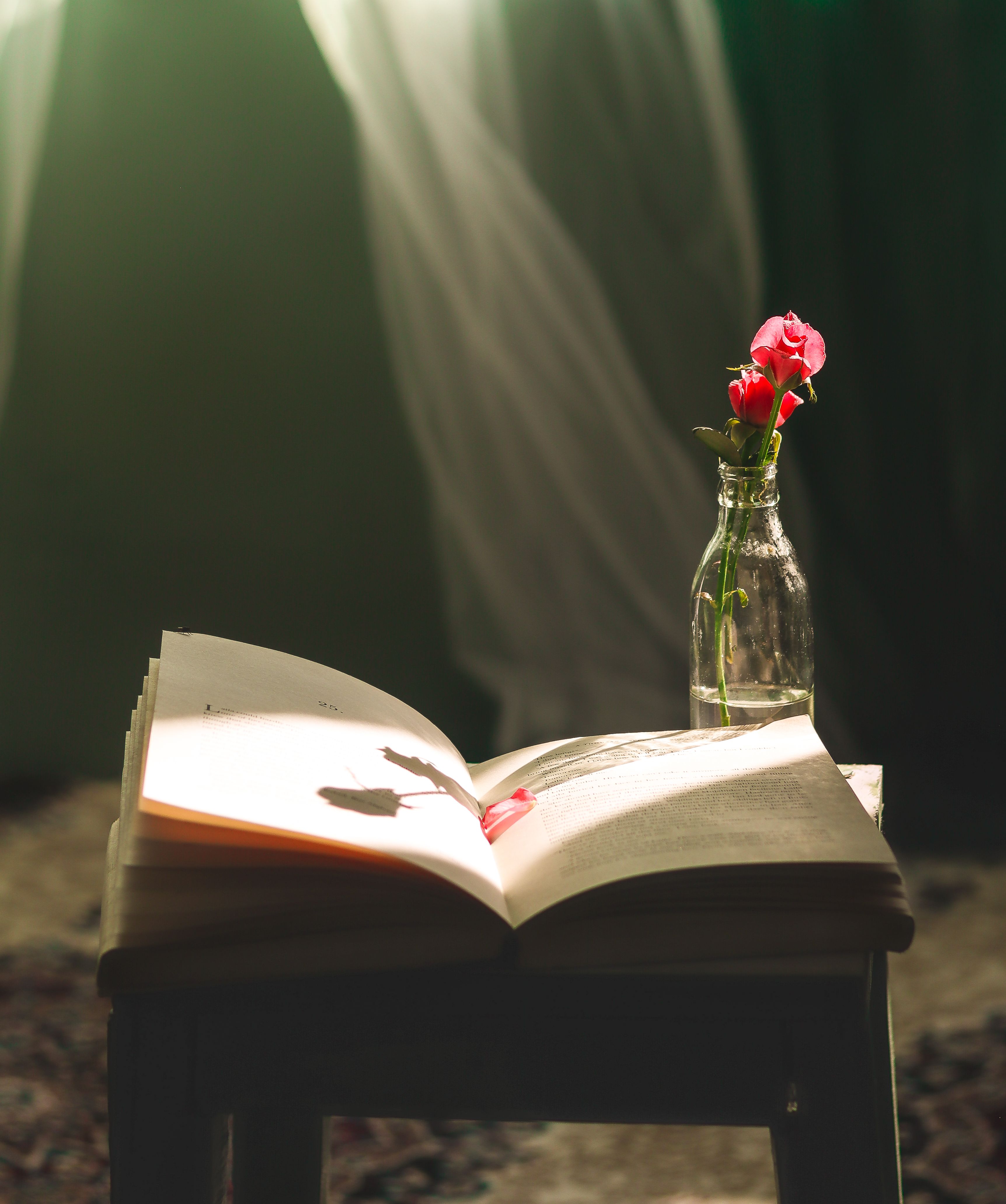 Cozy Reading Nook with Sunlit Rose and Open Book · Free Stock Photo
