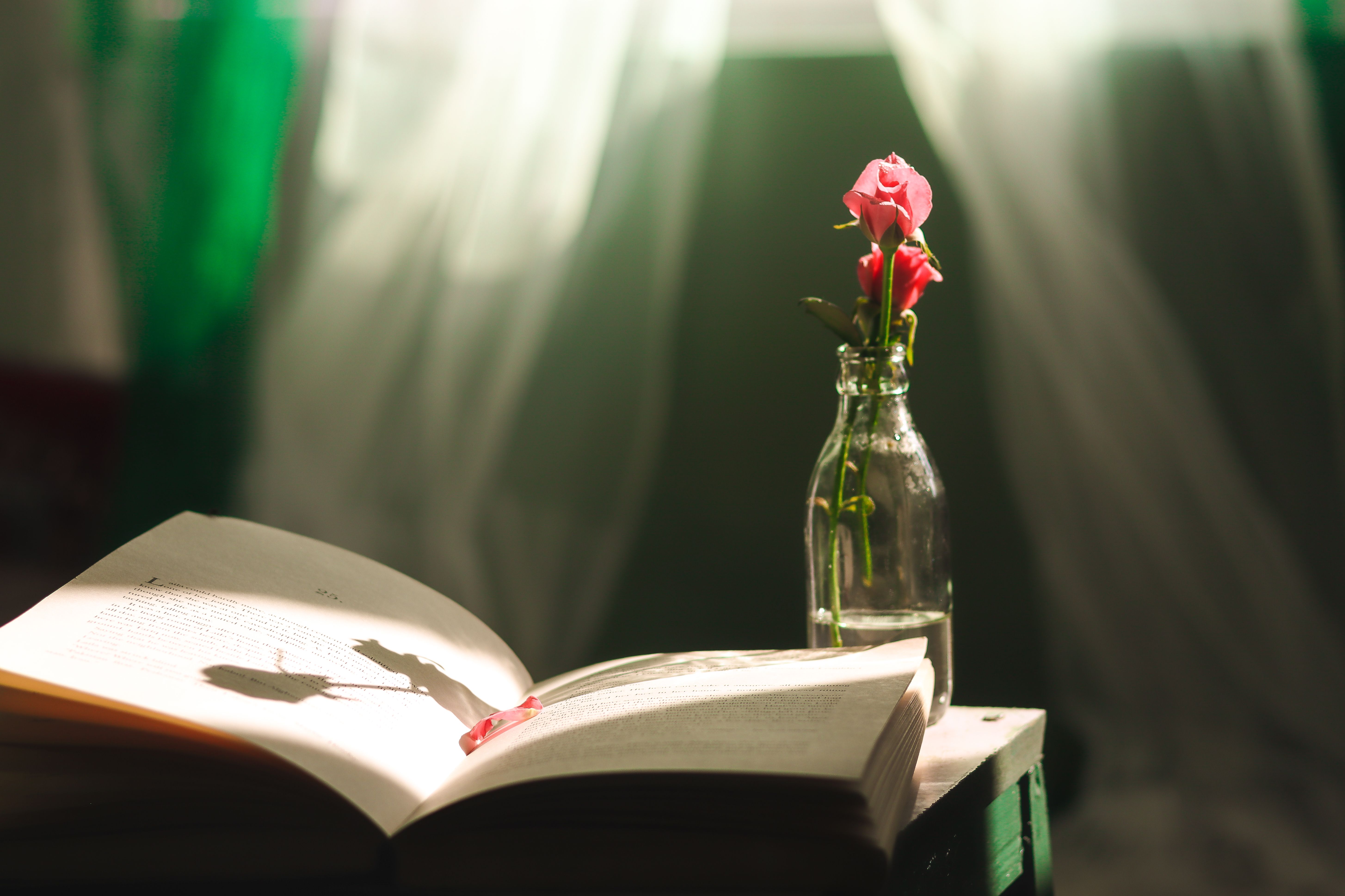 Cozy Reading Nook with Rose and Open Book · Free Stock Photo