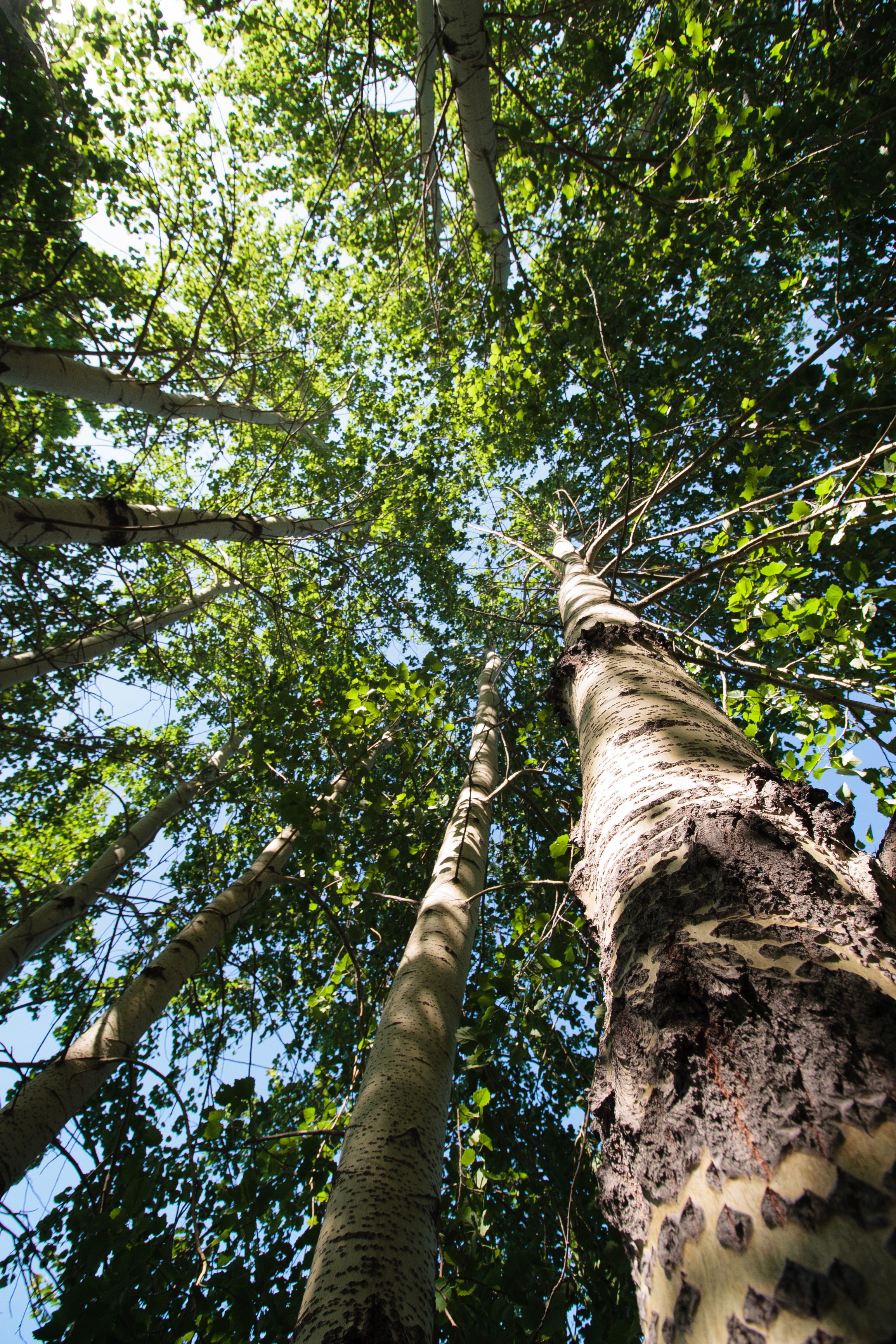 Looking Up at Tall Birch Trees in Summer · Free Stock Photo
