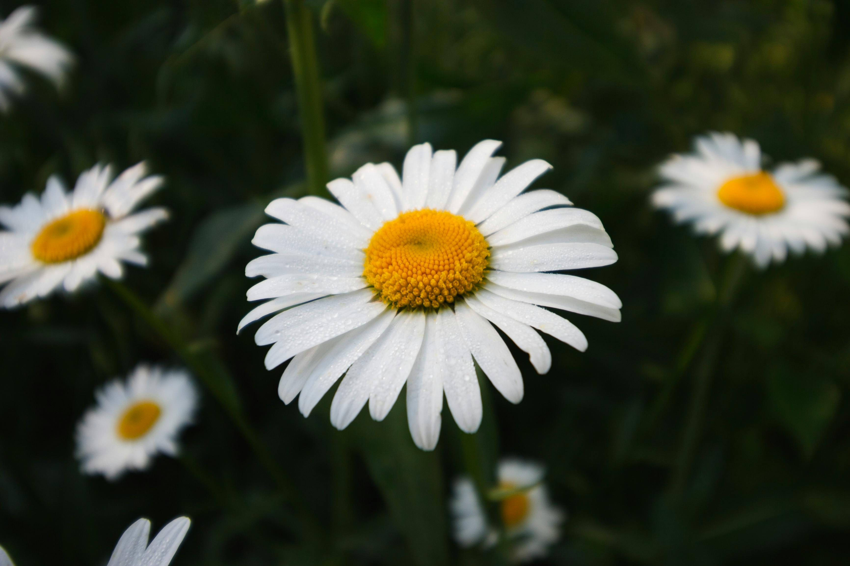 Natural Flowers Photos, Download The BEST Free Natural Flowers Stock ...