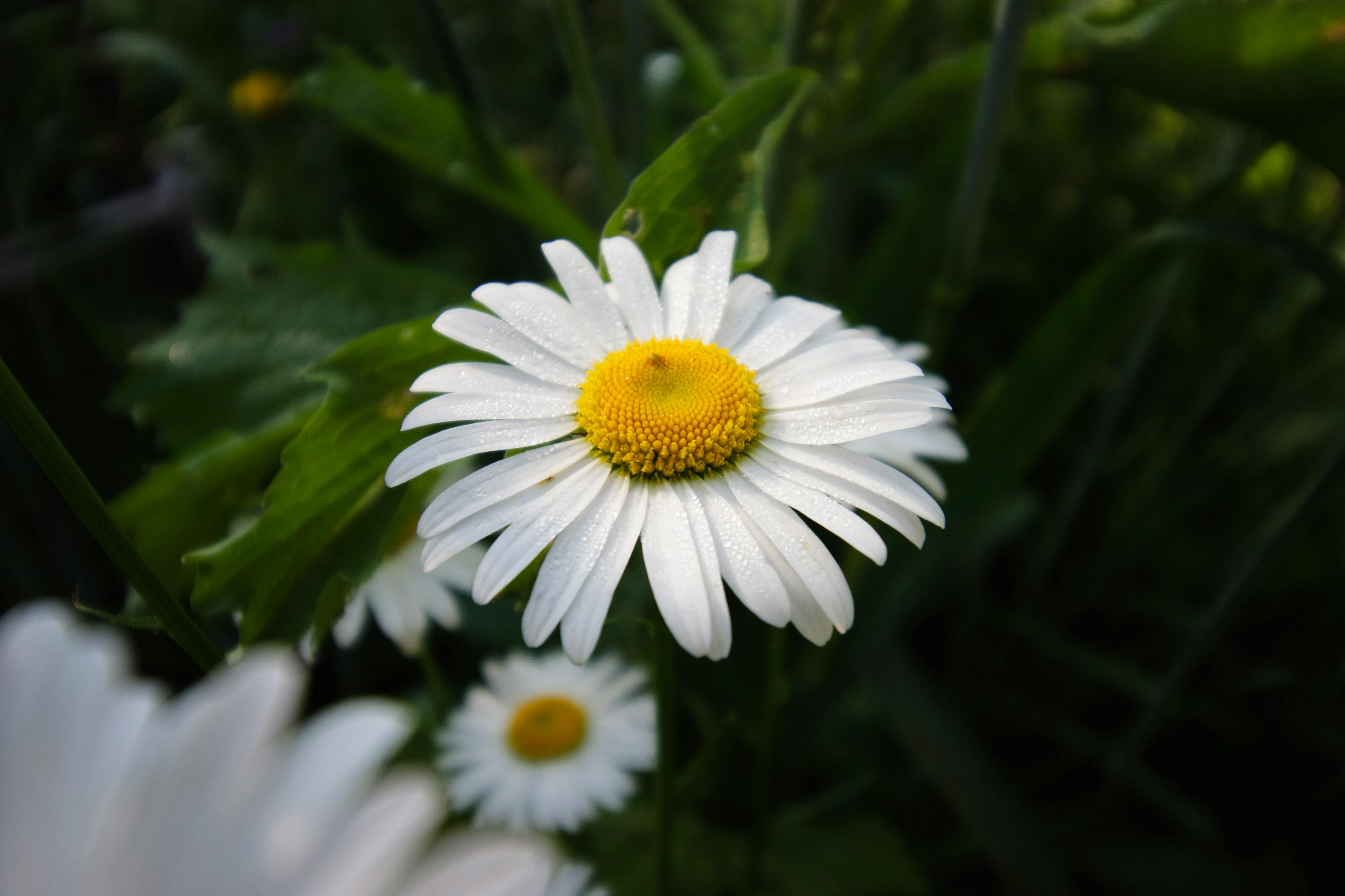 Close-up of a Dew-Kissed White Daisy Flower · Free Stock Photo