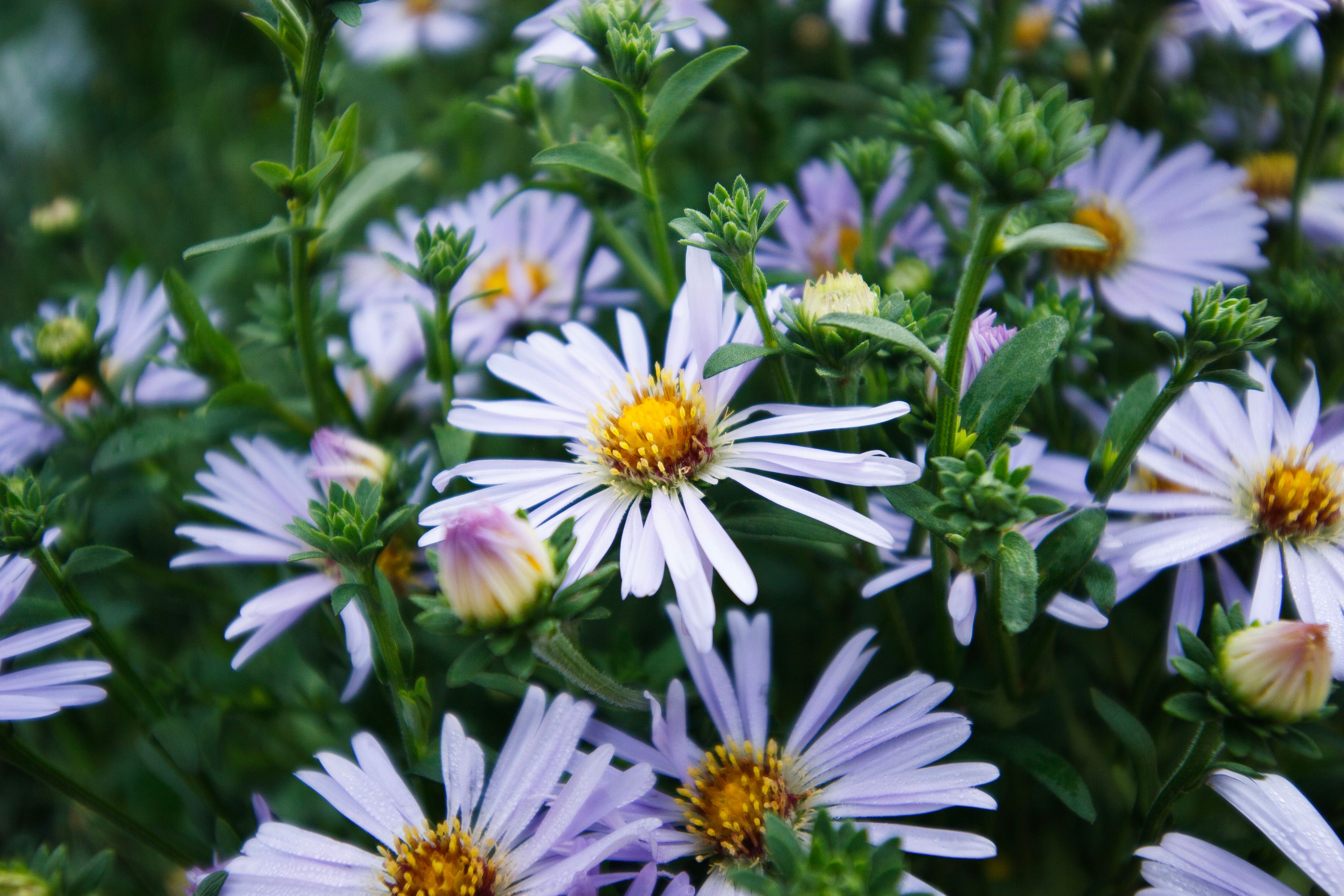 Vibrant Close-Up of Purple Daisies in Bloom · Free Stock Photo